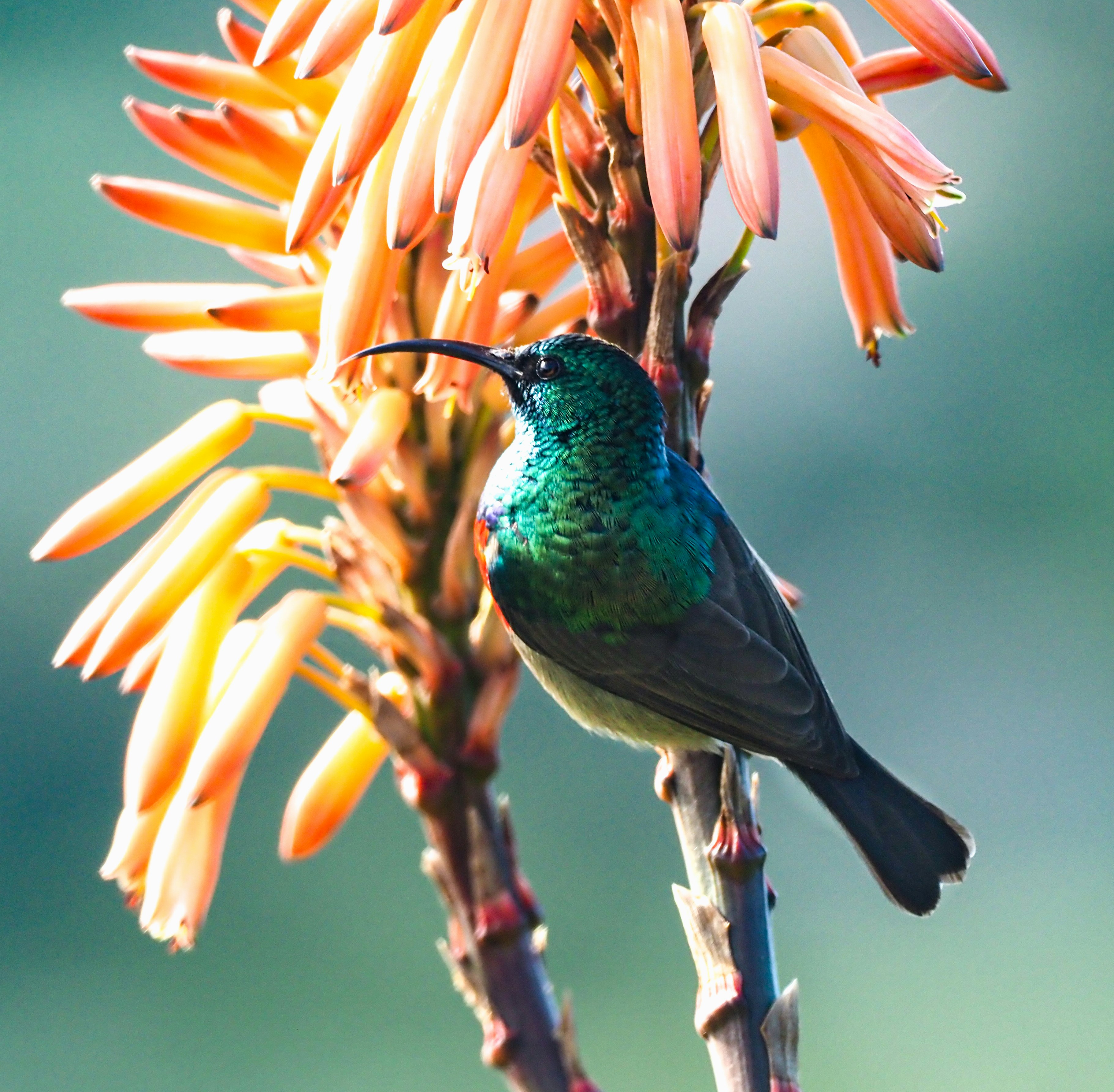 Neon-green Hummingbird among Coral Torch Blooms