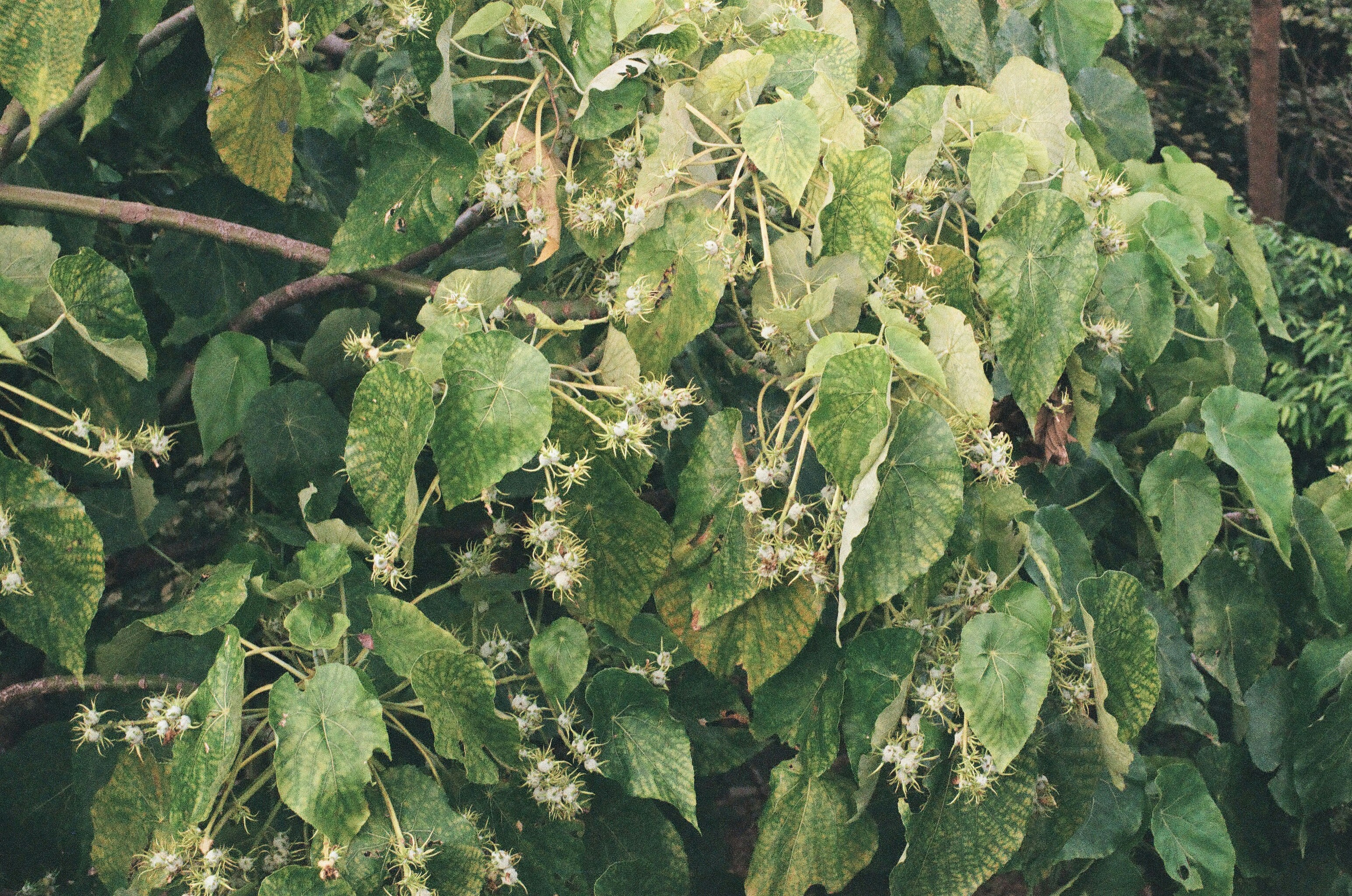 Denise Chan (@noripurrs) | Unsplash-Foto-Community