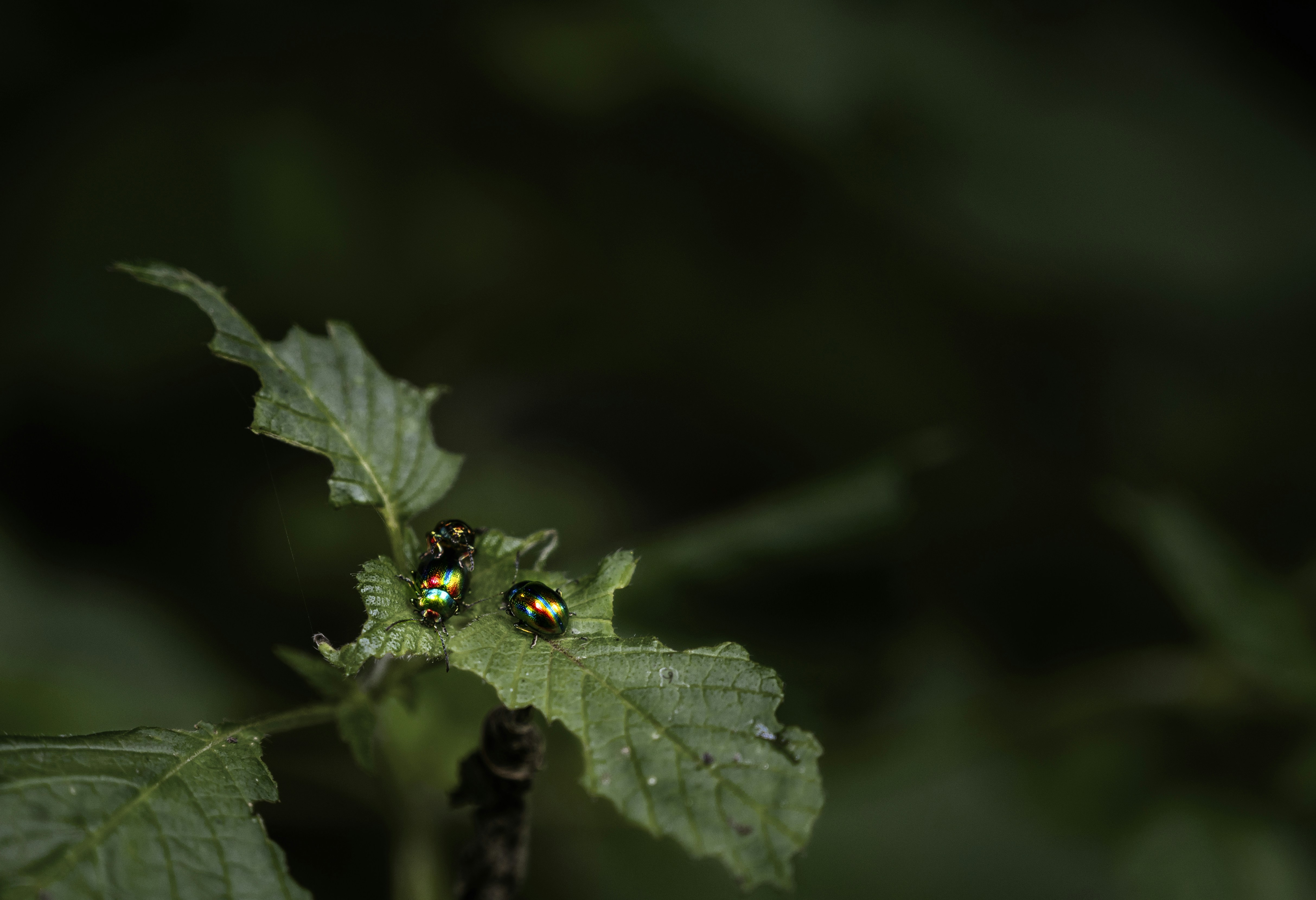 Dew-kissed Iridescent Beetle on a Veined Leaf in Dappled Shade