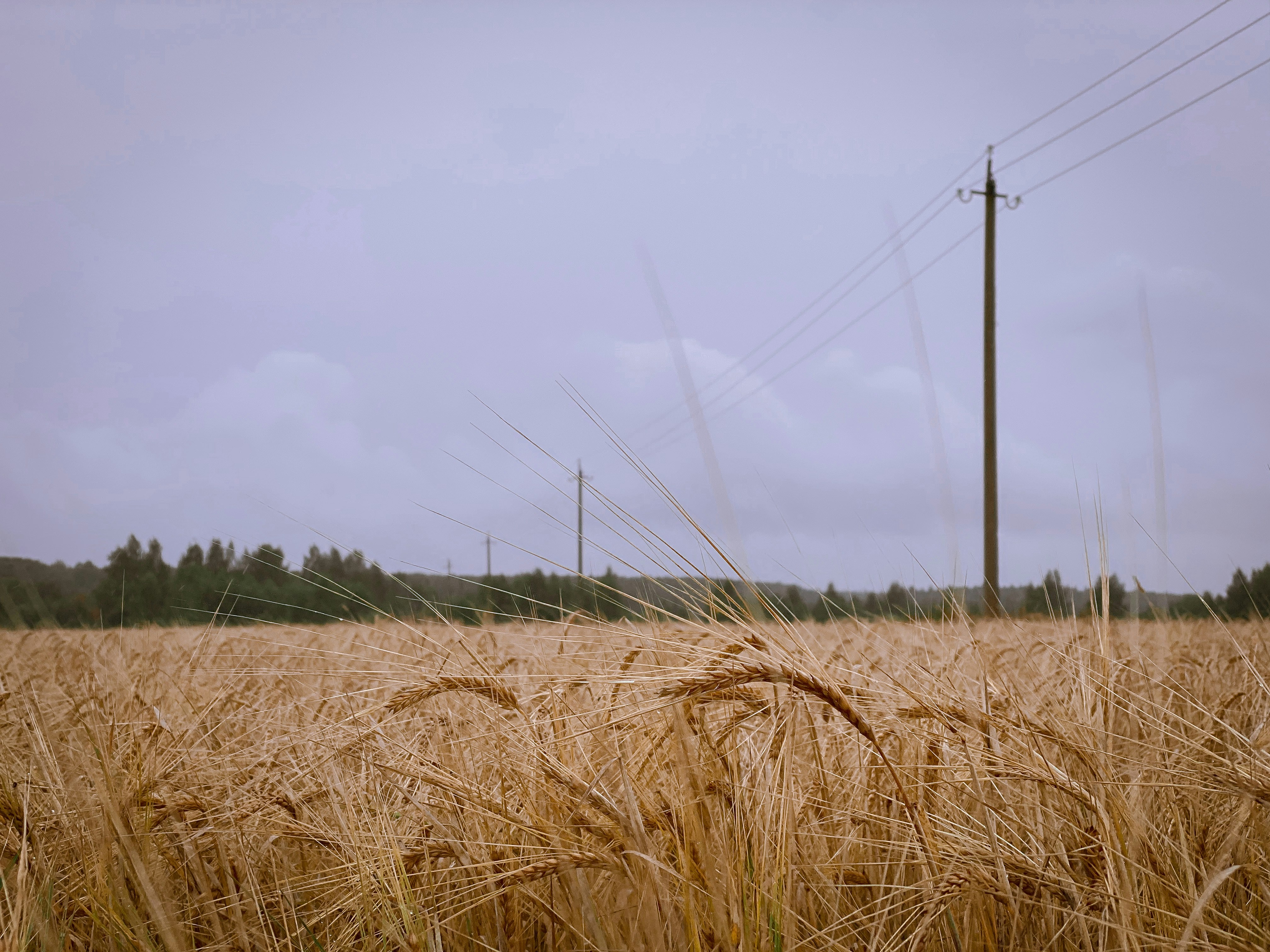 Gold Lattice: Wheat Field Framed by a Distant Power Line