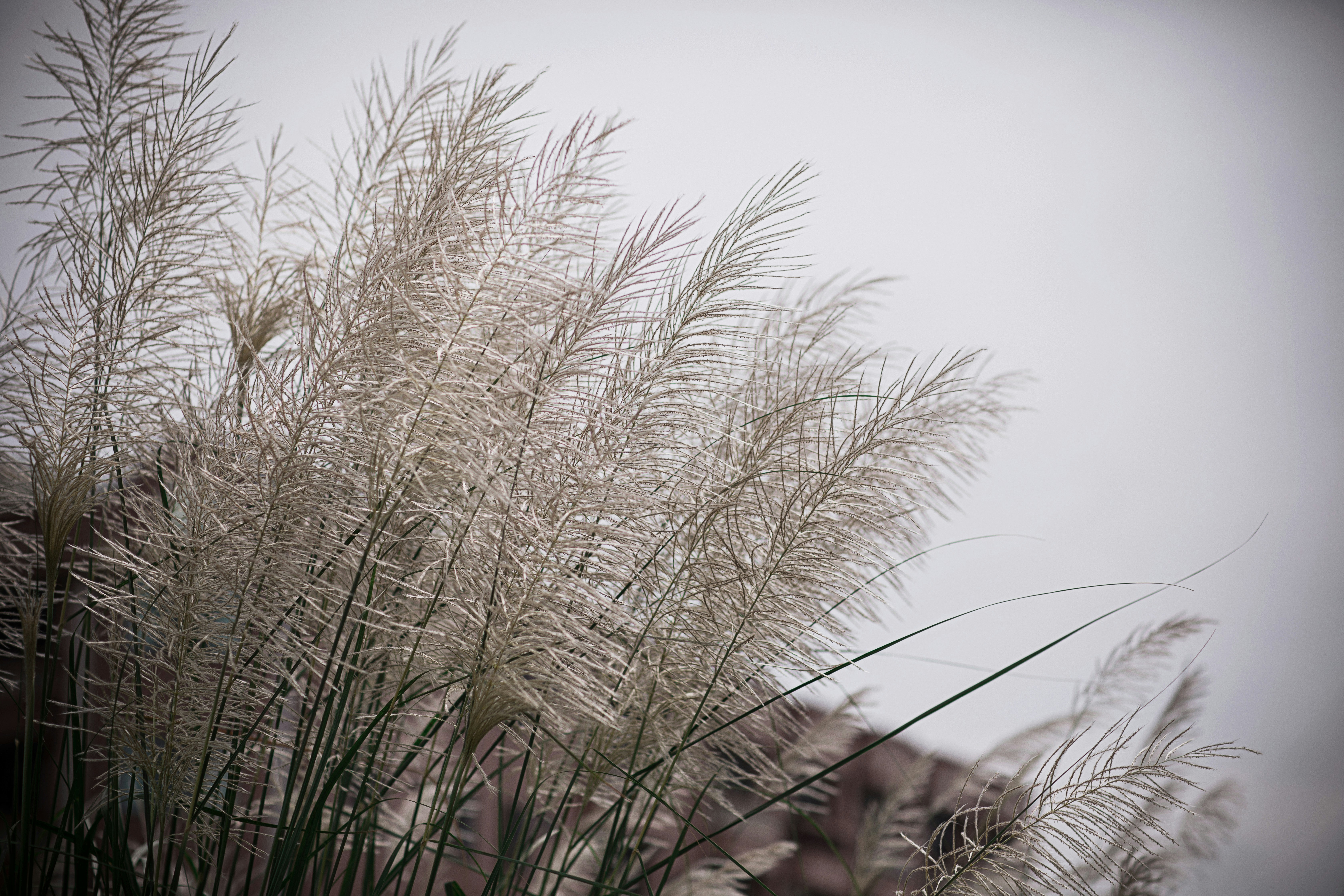 Delicate grasses sway gently against a muted sky, capturing the essence of tranquility in nature.
