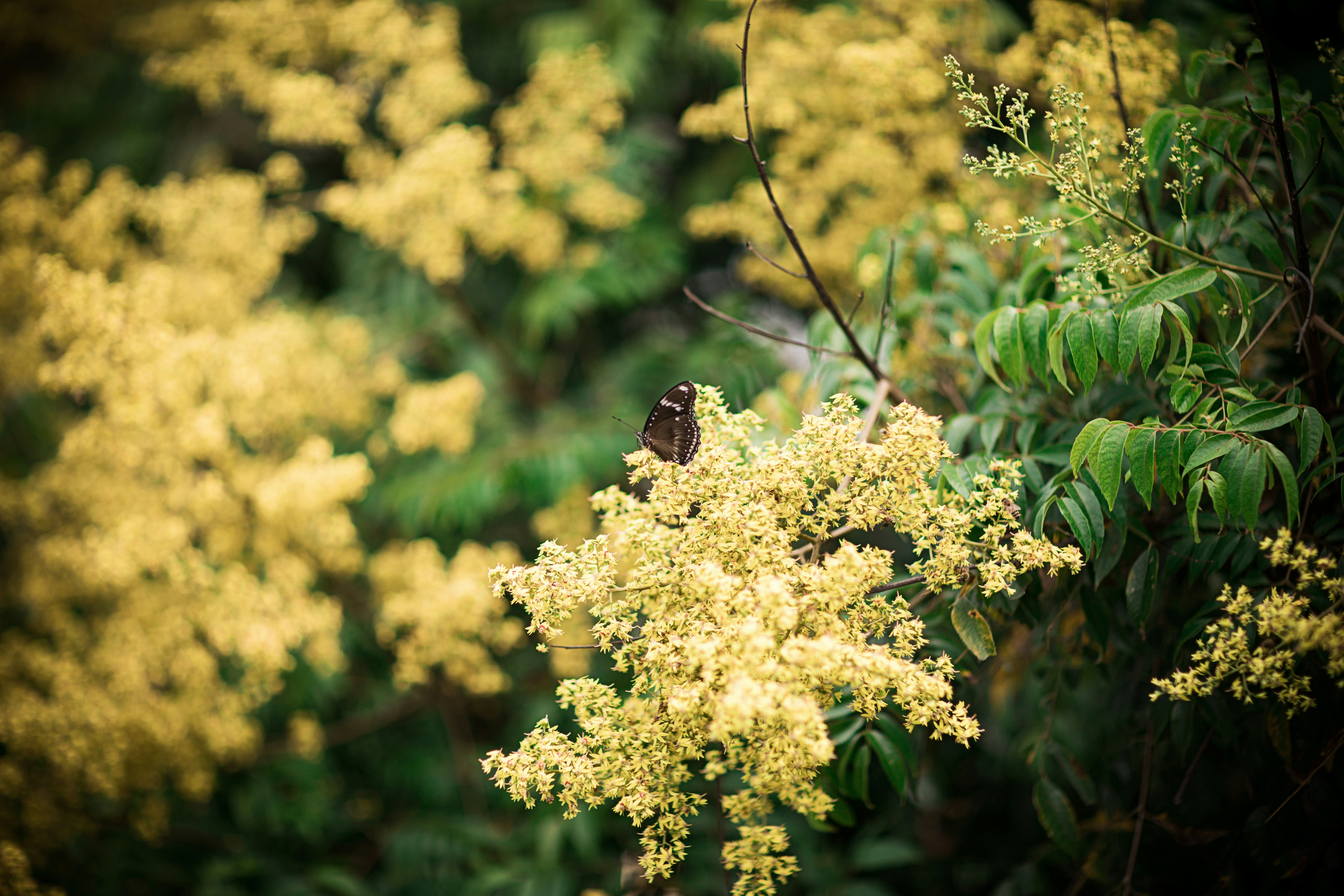 Golden Quiet: A butterfly rests on sunlit blooms
