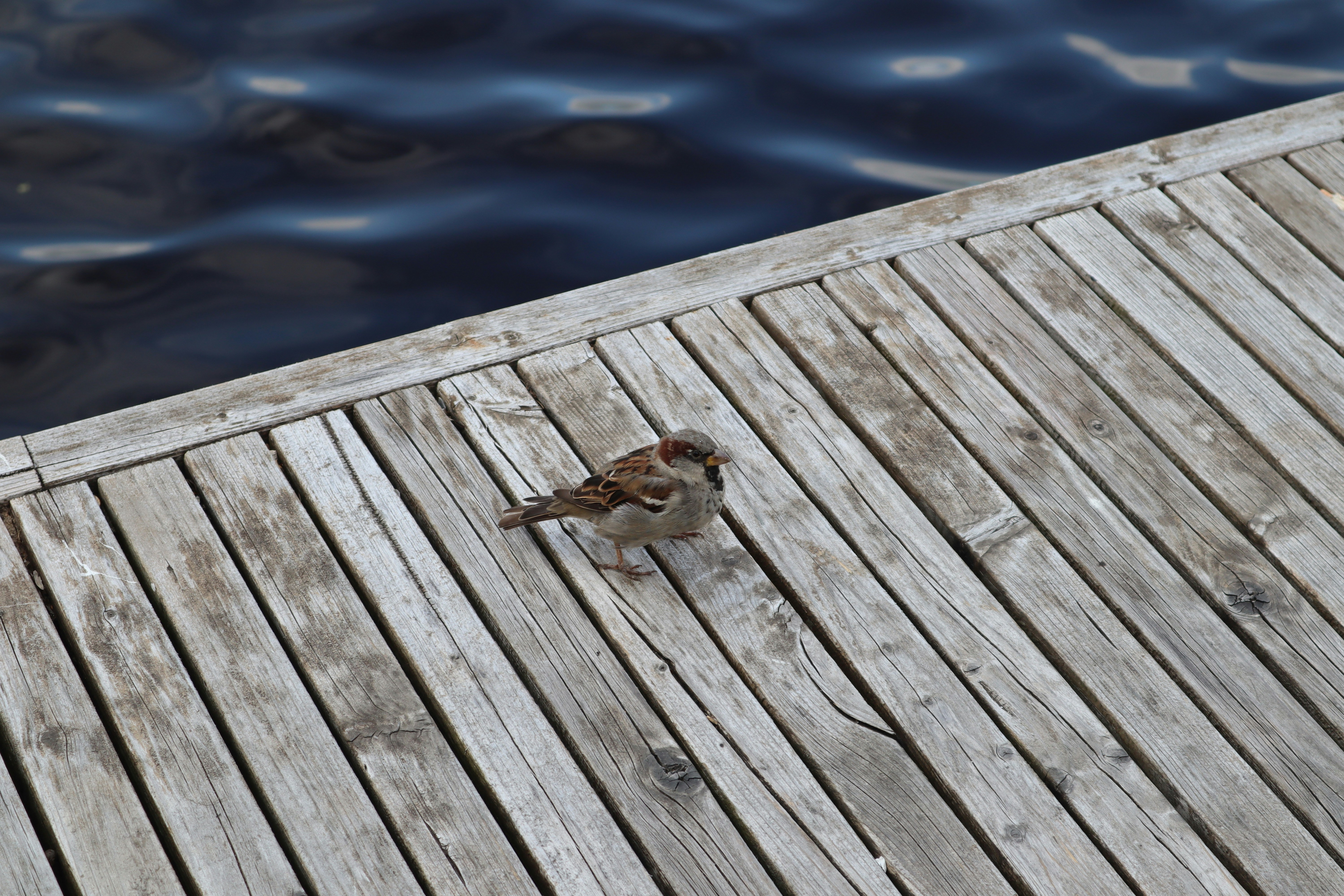 Wharfside Sparrow Pause
