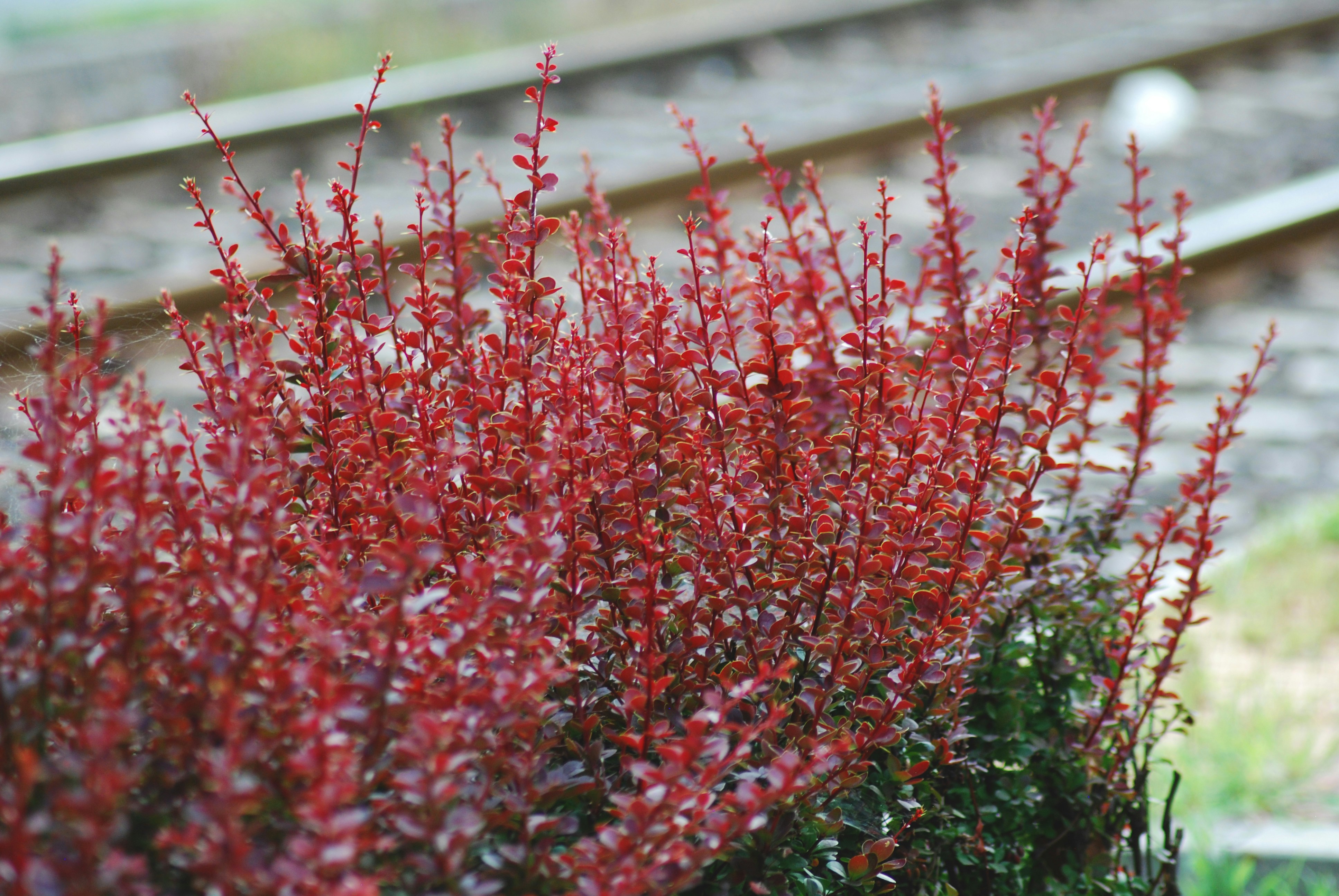 Crimson Sprigs Framing a Quiet Railway