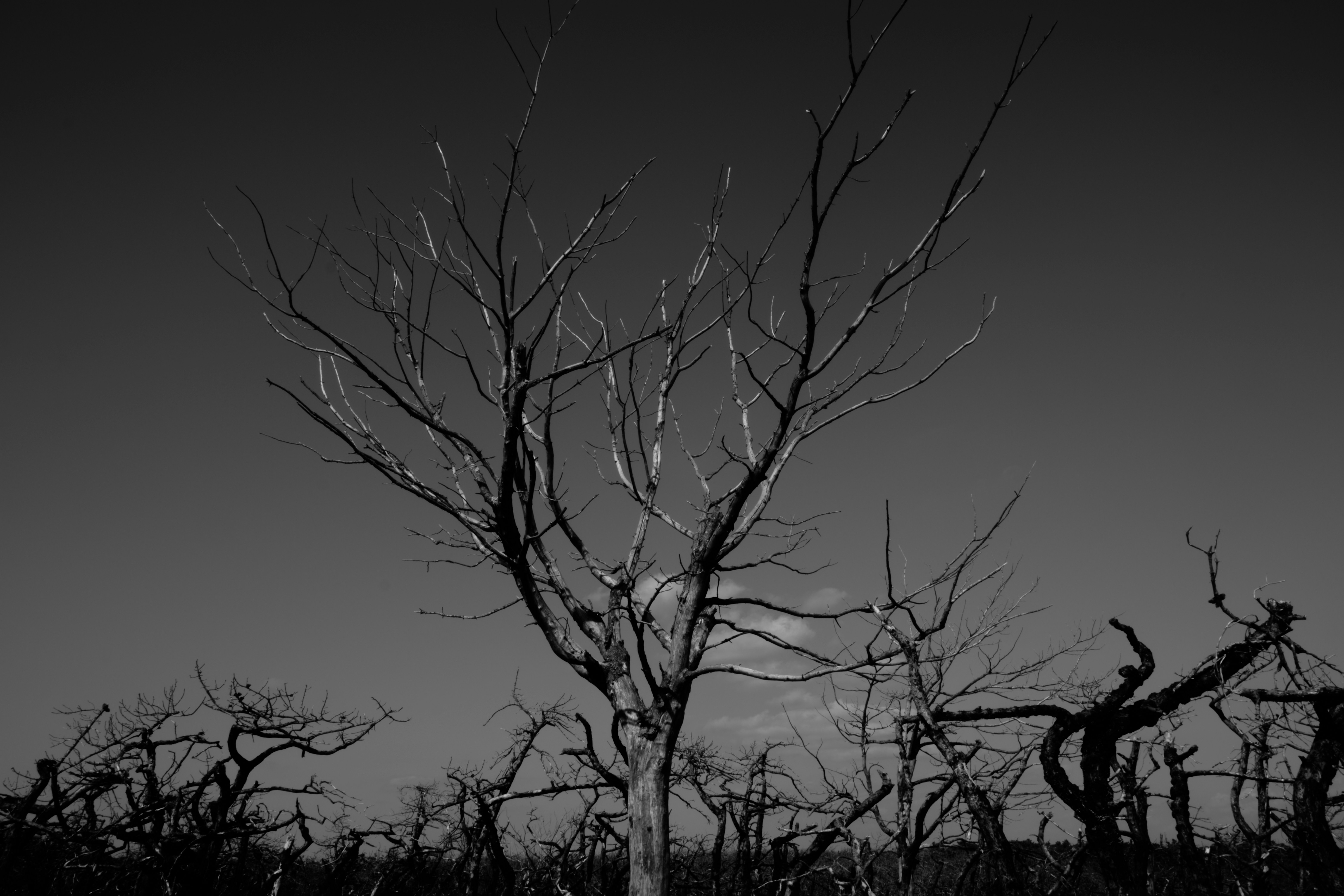 Black Tree Pictures | Download Free Images on Unsplash