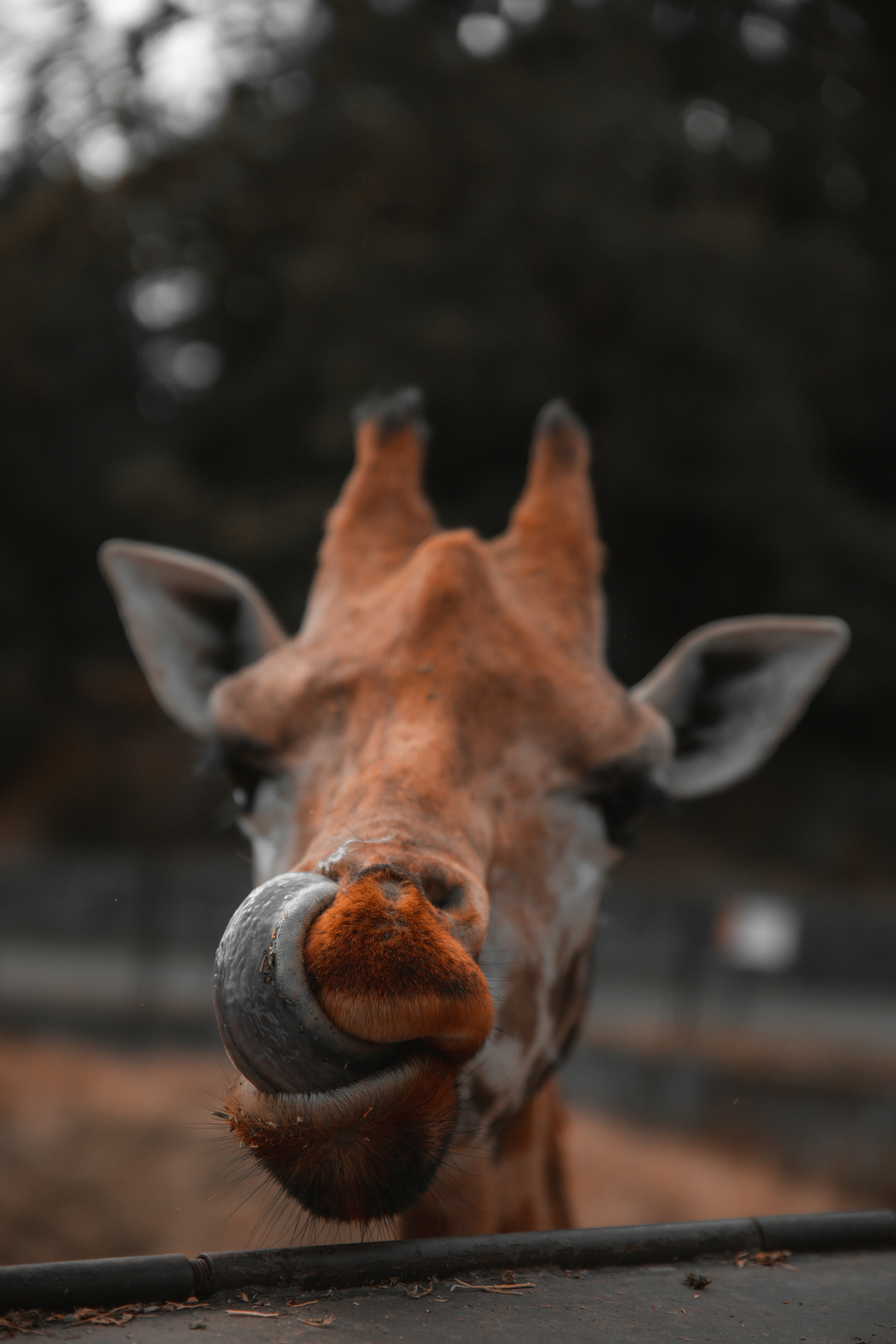 Giraffe's Playful EncounterJusdevoyage