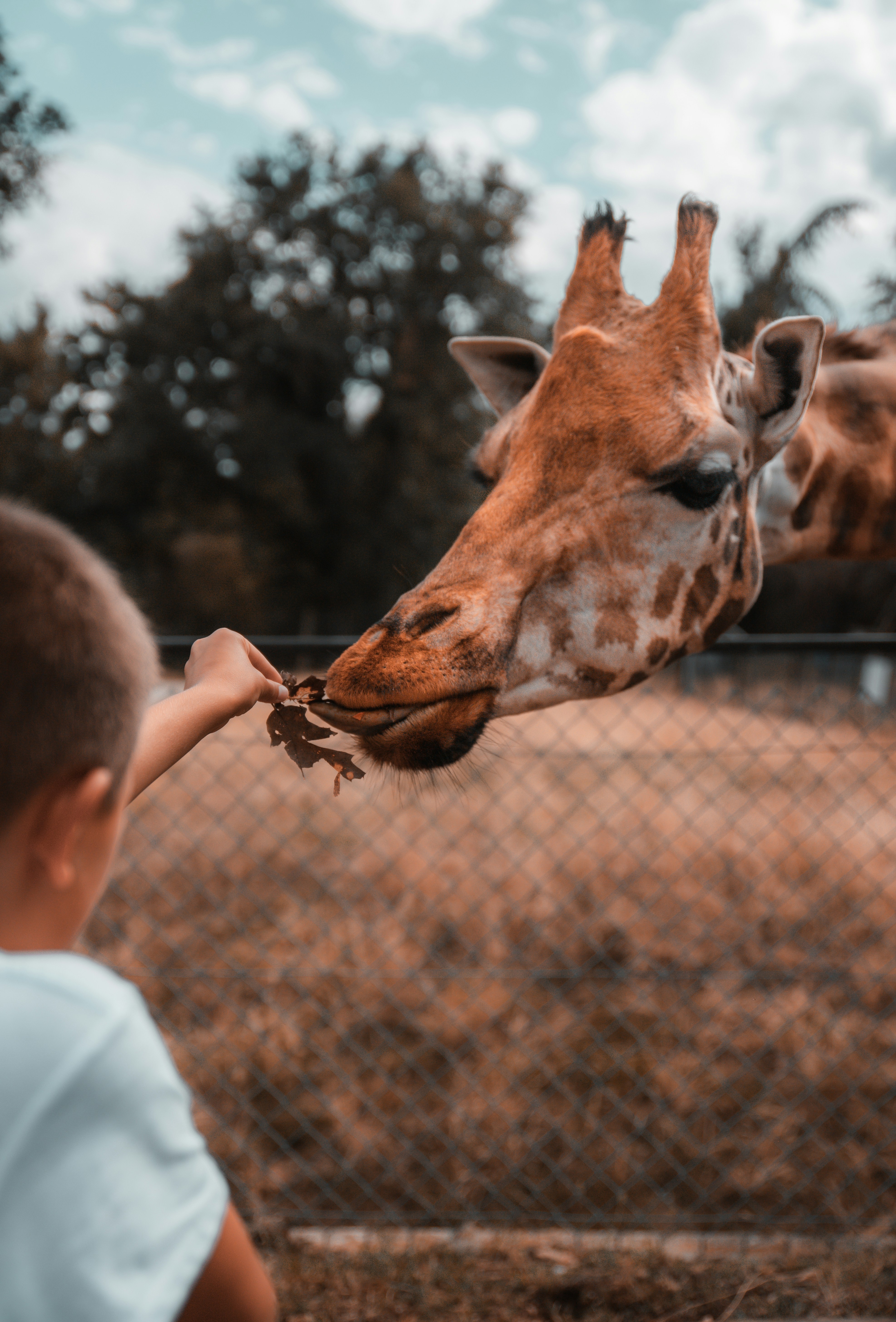 Gentle Encounter: Feeding the Giraffe
