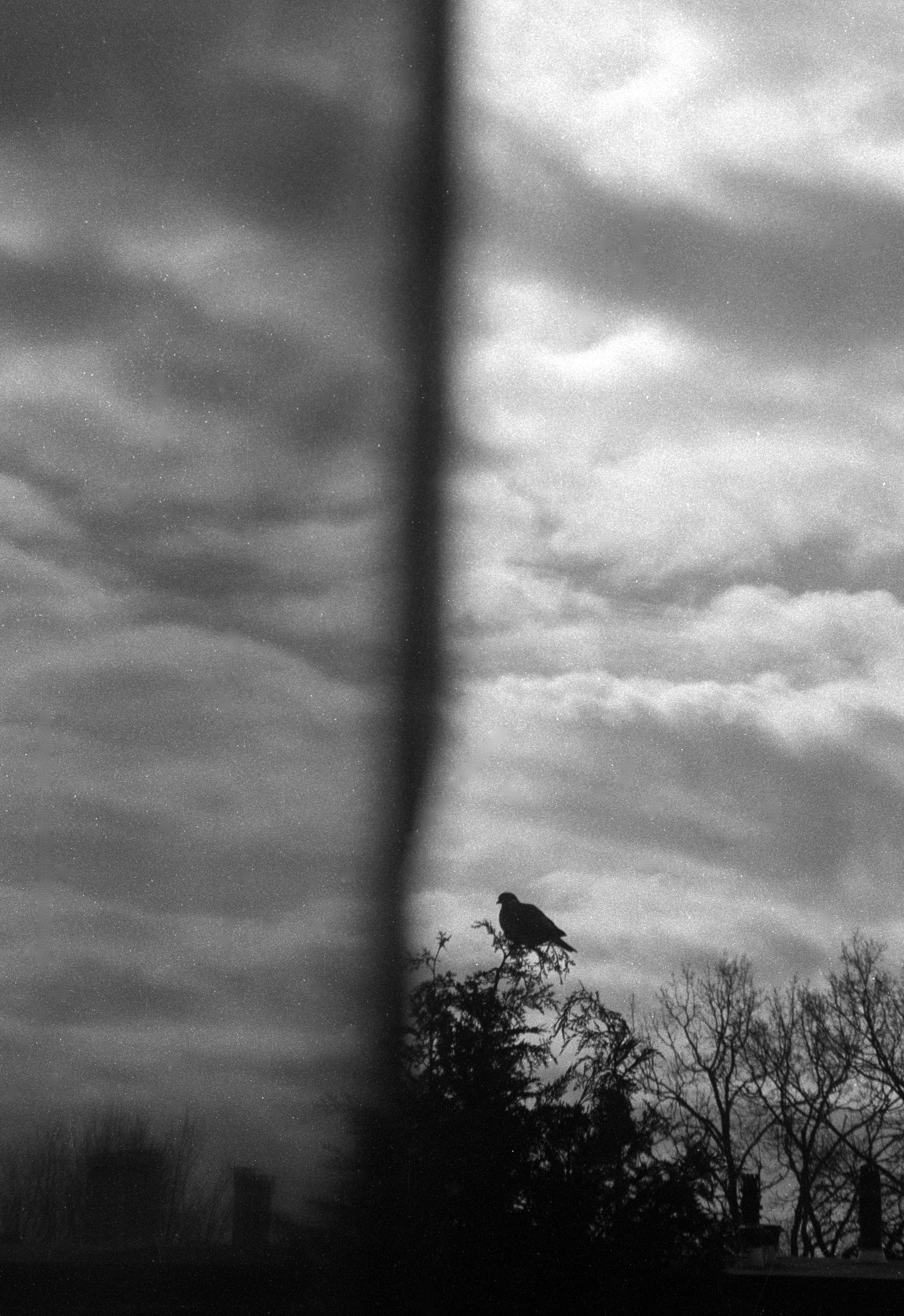 Bird on a branch, on film