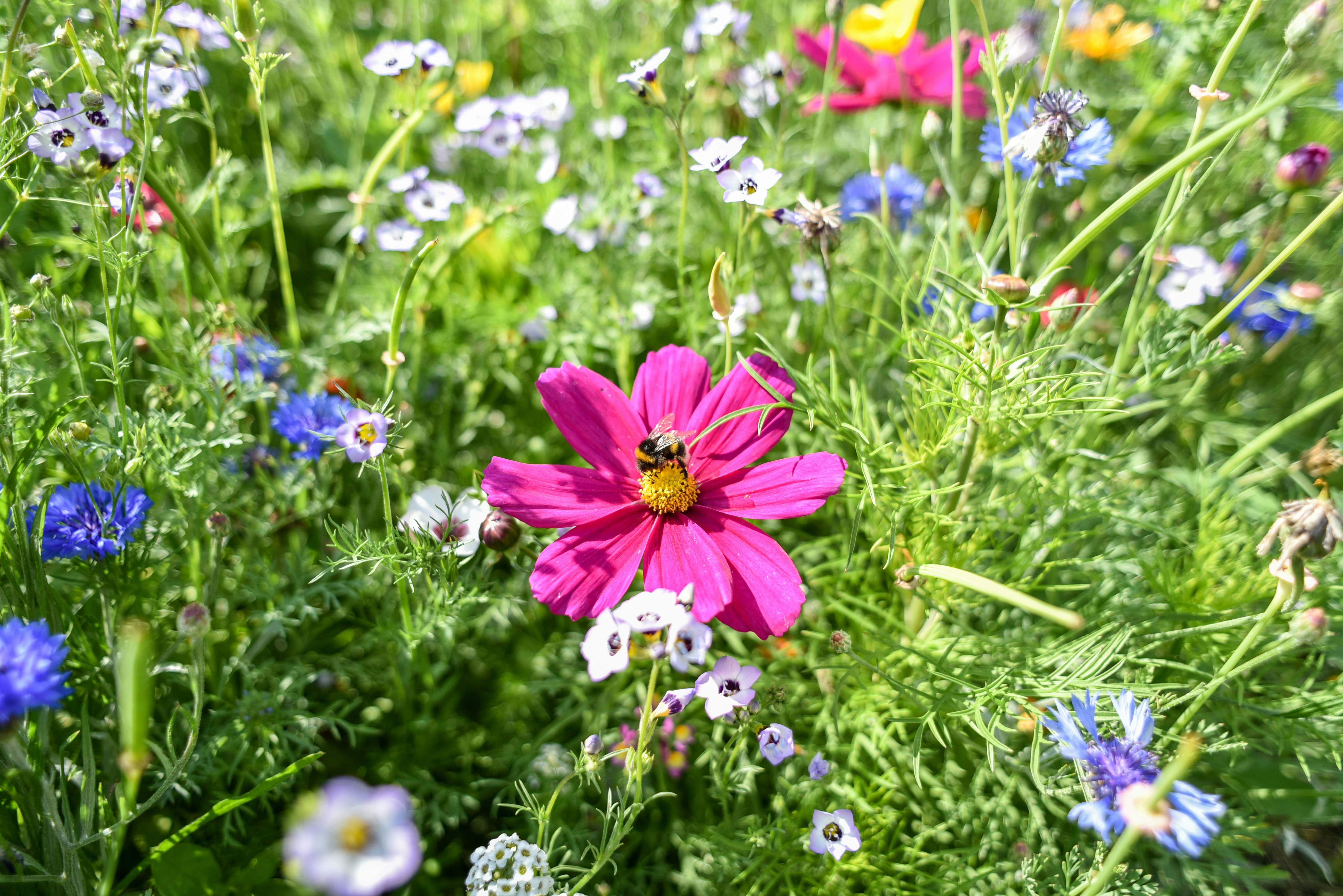 A striking pink flower surrounded by a colorful array of wildflowers in a lush green field. The scene captures the essence of spring's vibrant beauty.