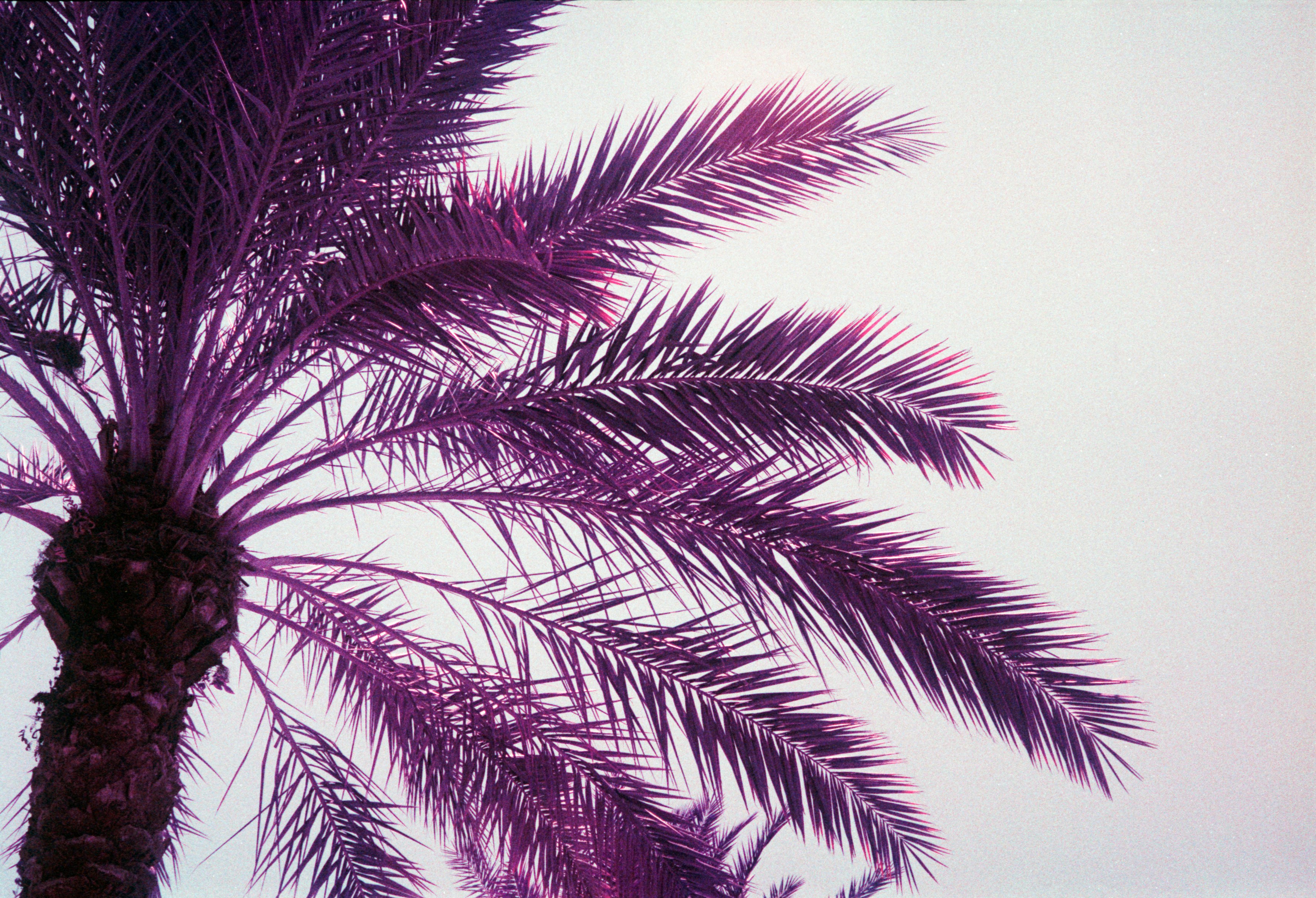 Purple Palm Trees Wallpaper