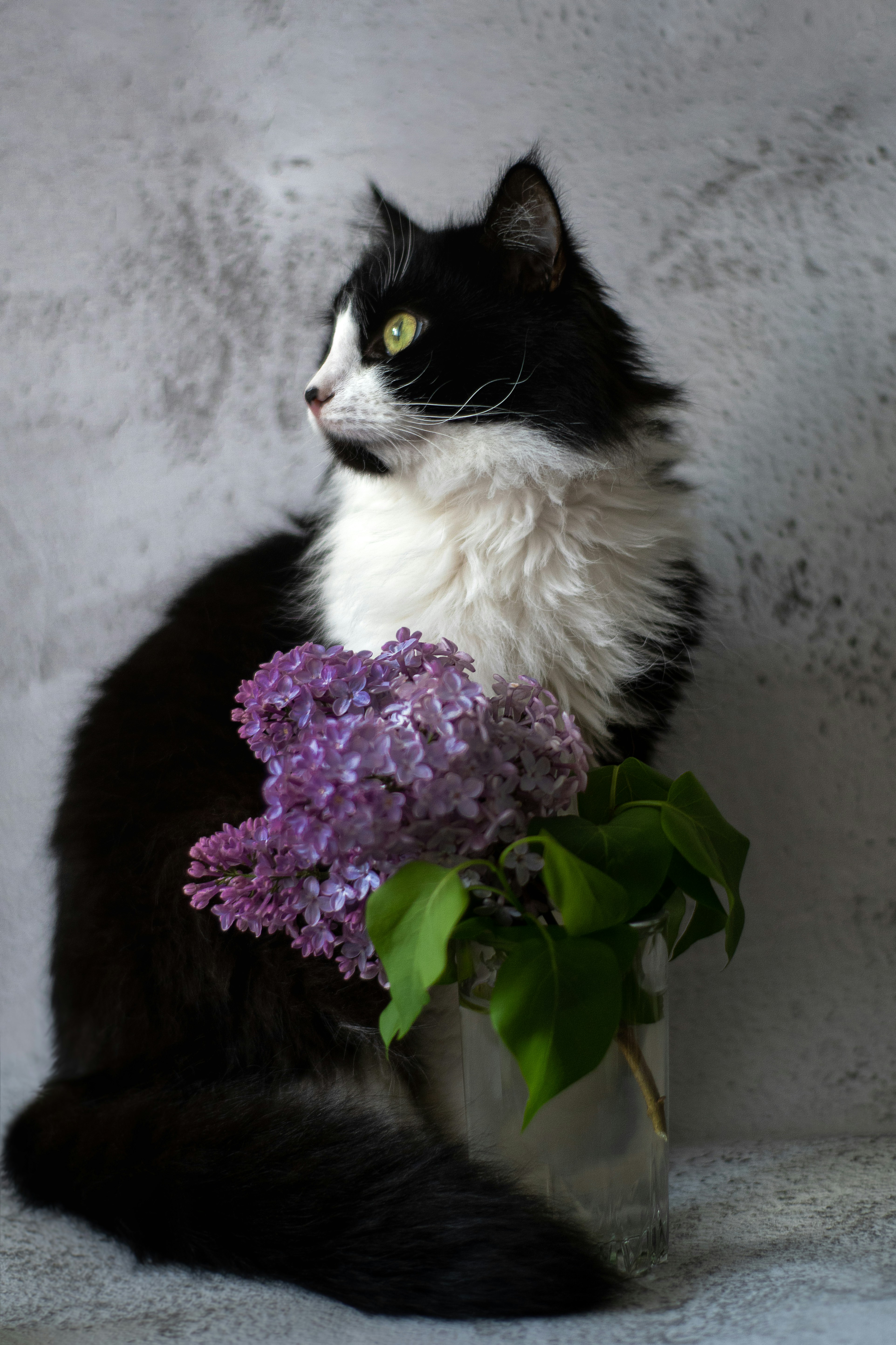 A black and white cat gazes thoughtfully beside a vase of lilacs, capturing a tranquil moment of companionship between nature and pet.