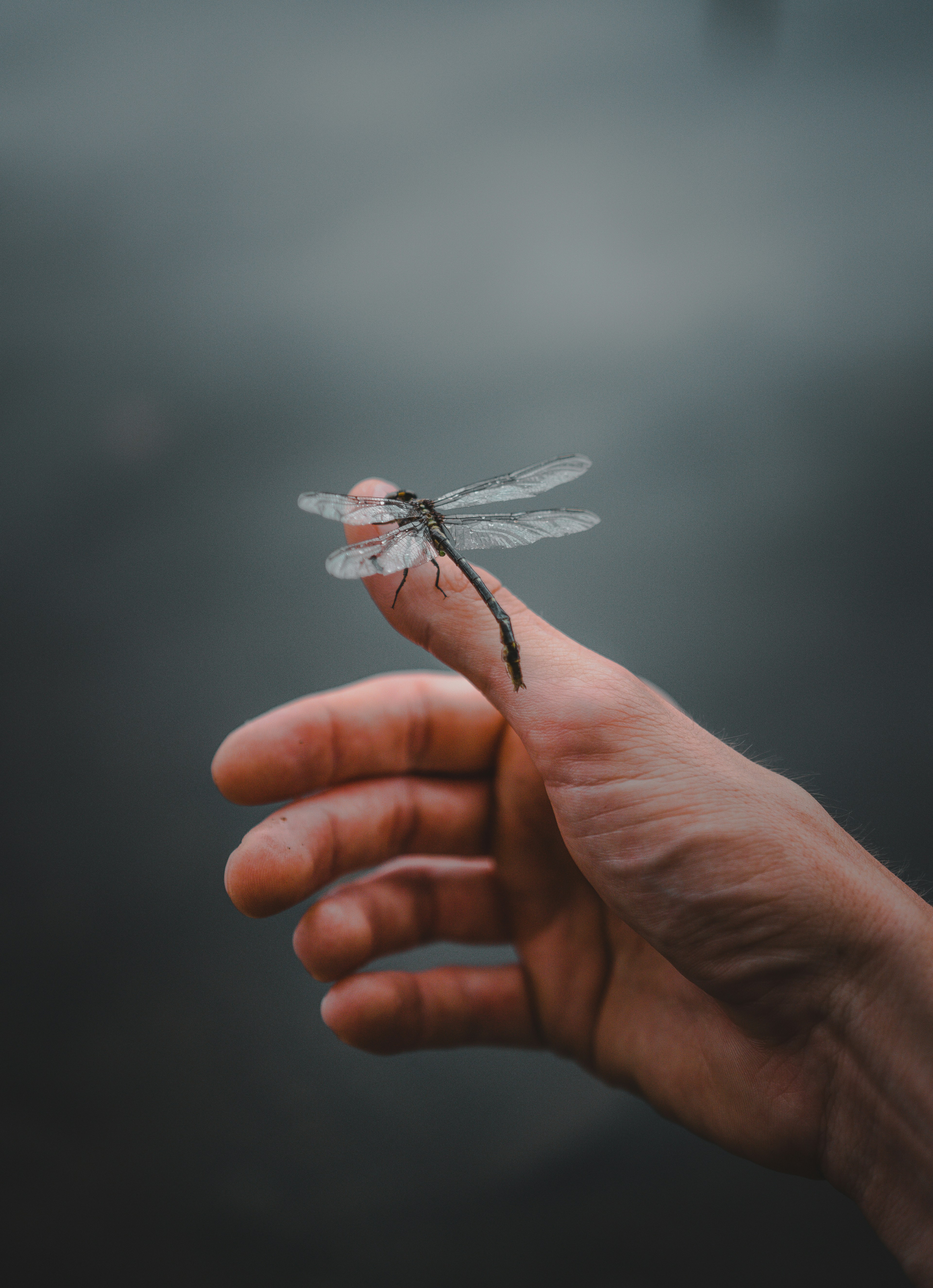 Dragonfly on a Fingertip: Delicate Wings in Soft Focus