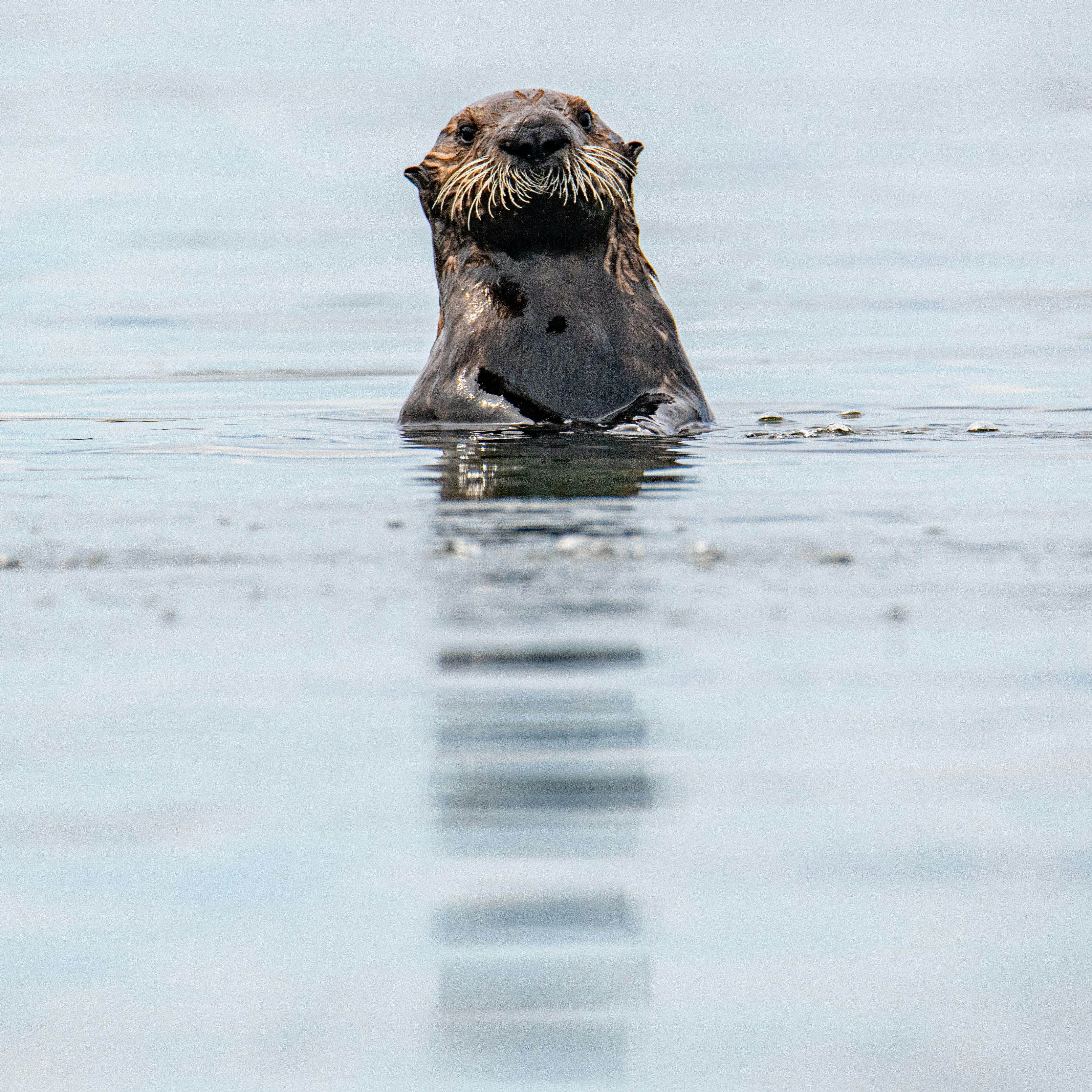 A playful sea otter floats serenely on the water's surface, showcasing its whiskers and expressive face.