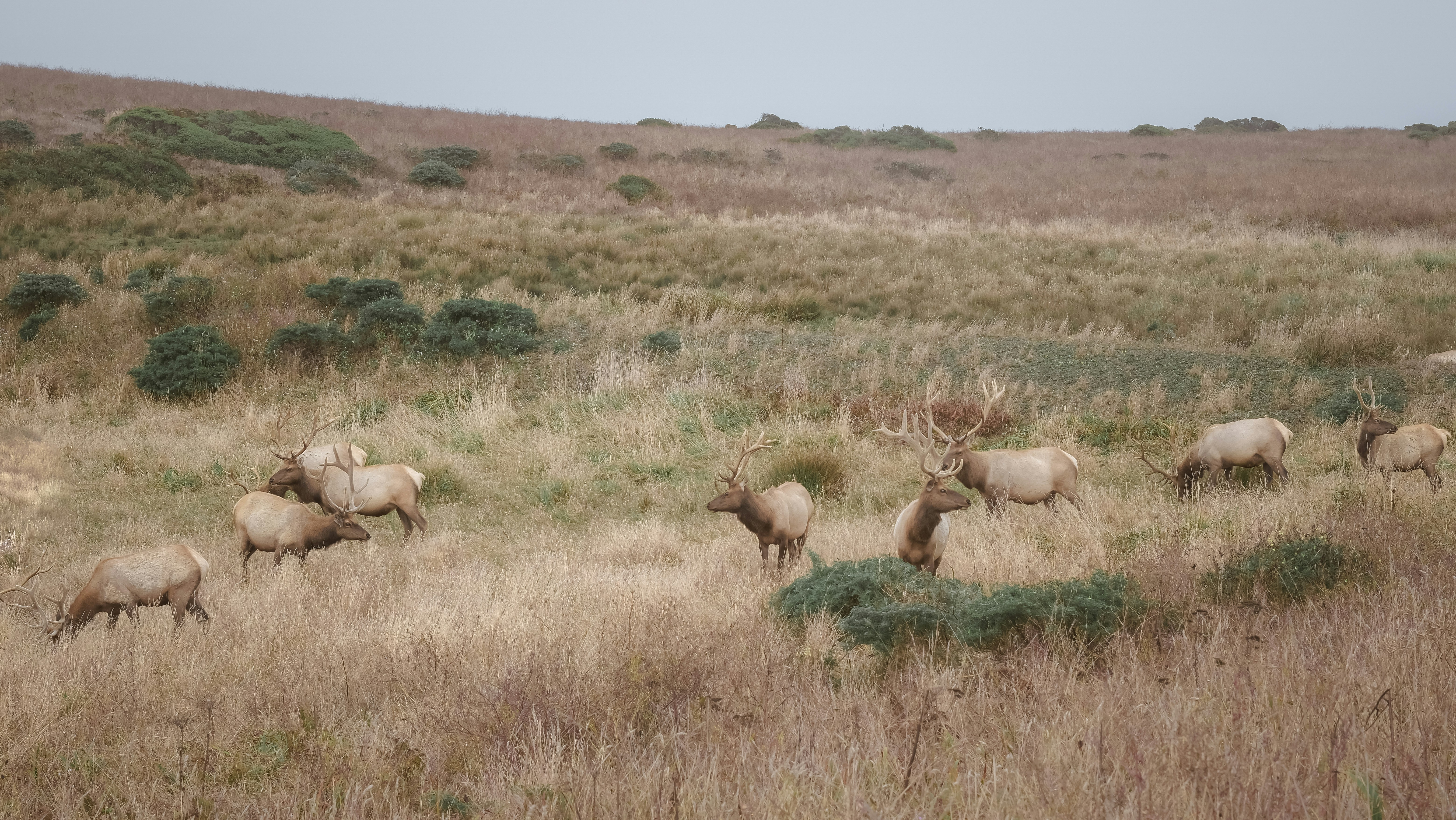 Herd of brown deer on brown grass field during daytime photo – Free ...