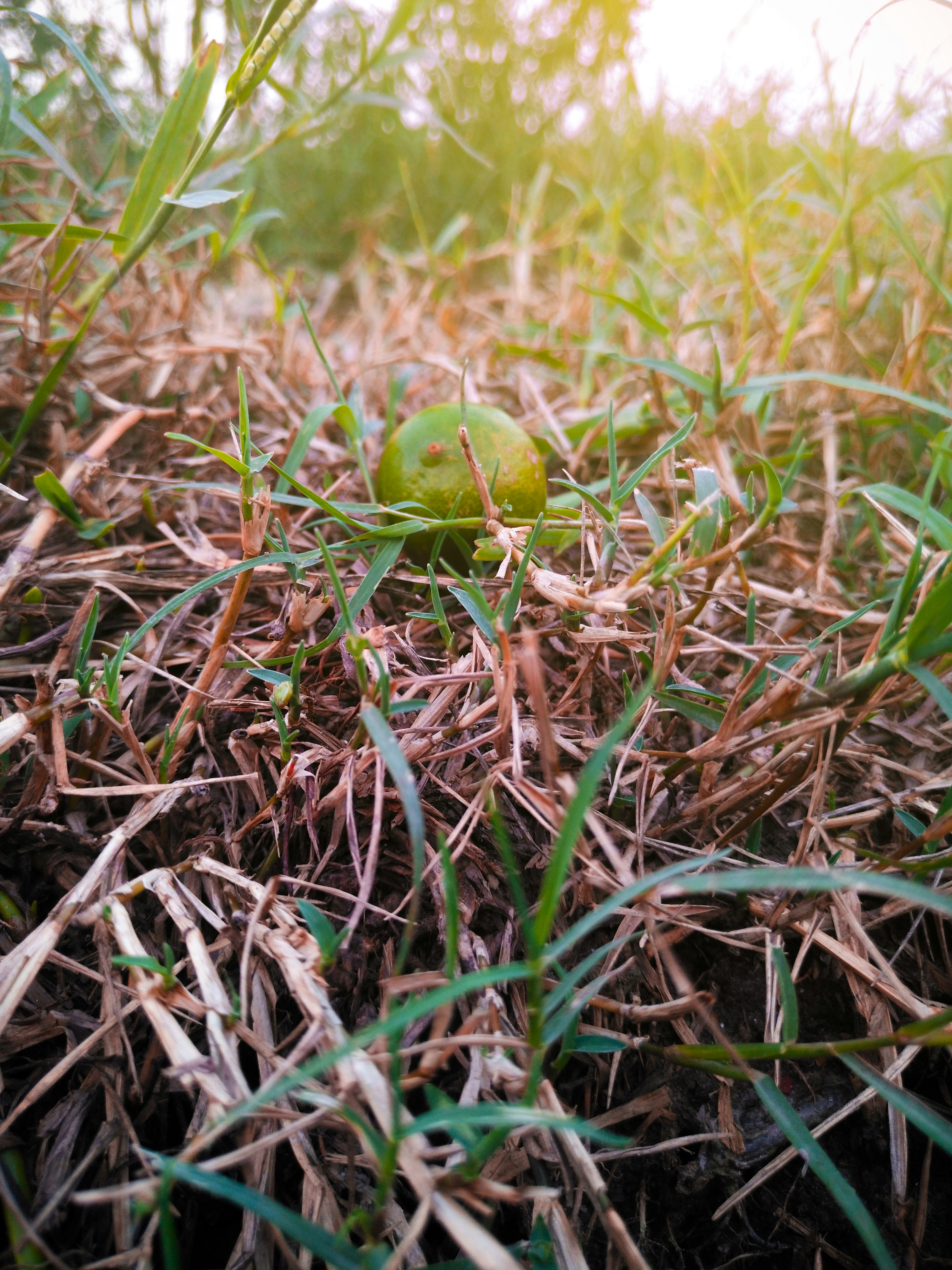 Green round fruit on brown grass photo – Free Plant Image on Unsplash