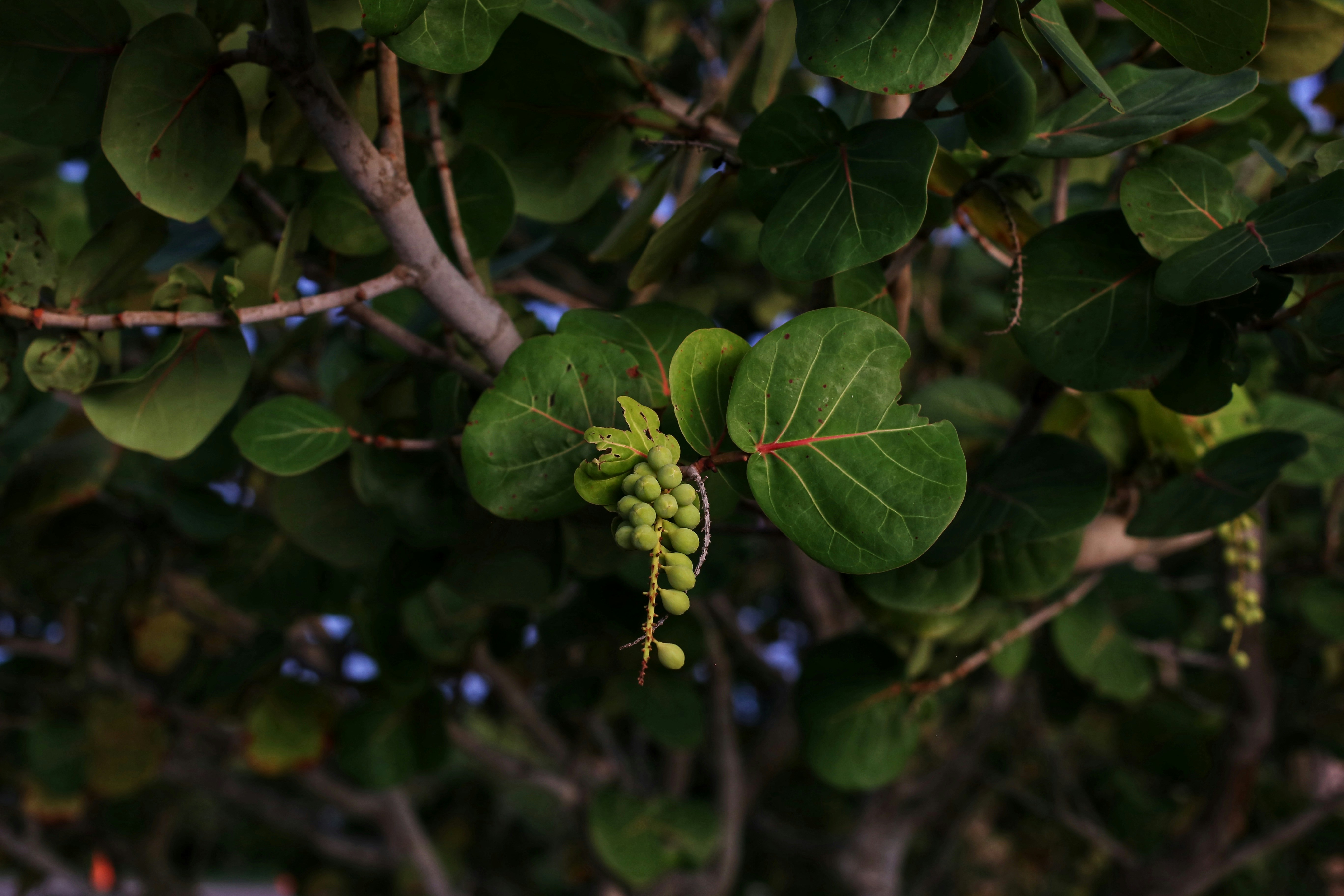 Green Berry Pendant Amid Shadowed Foliage