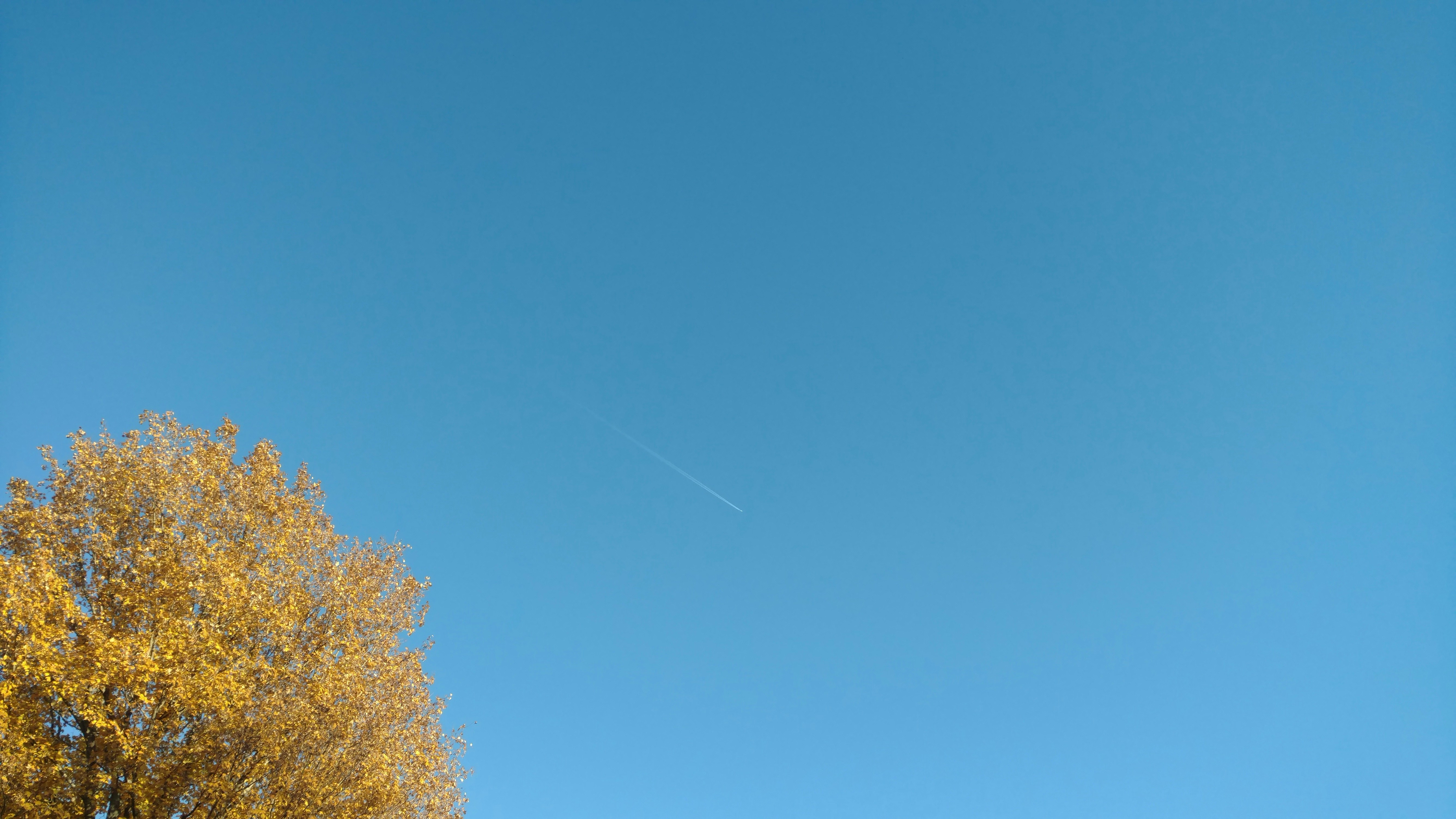 Vibrant autumn tree with golden leaves under a clear blue sky, featuring a faint contrail in the background.