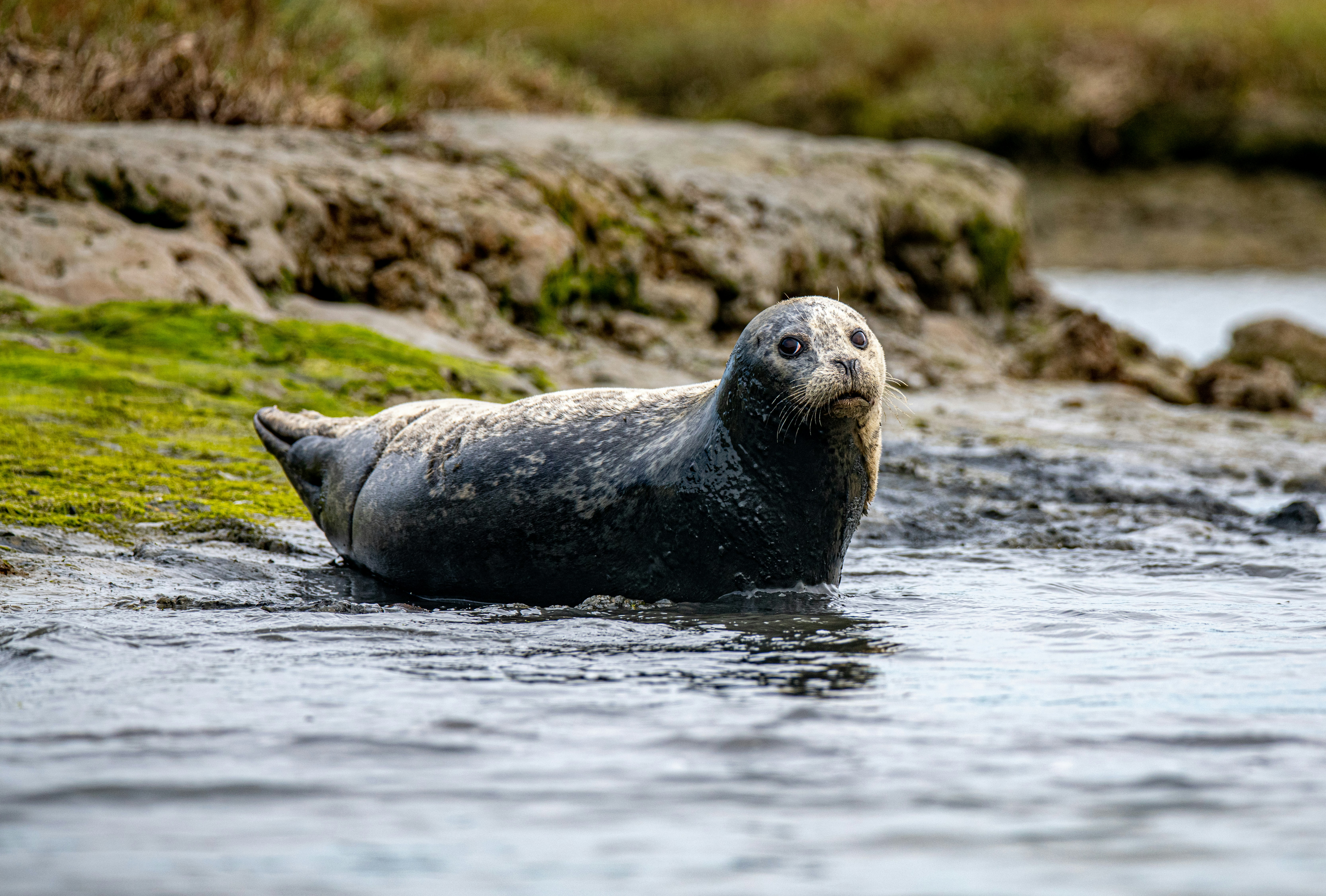 Harbor Seal Emerges from Tidal Glass, Lantern of the Coastal Calm