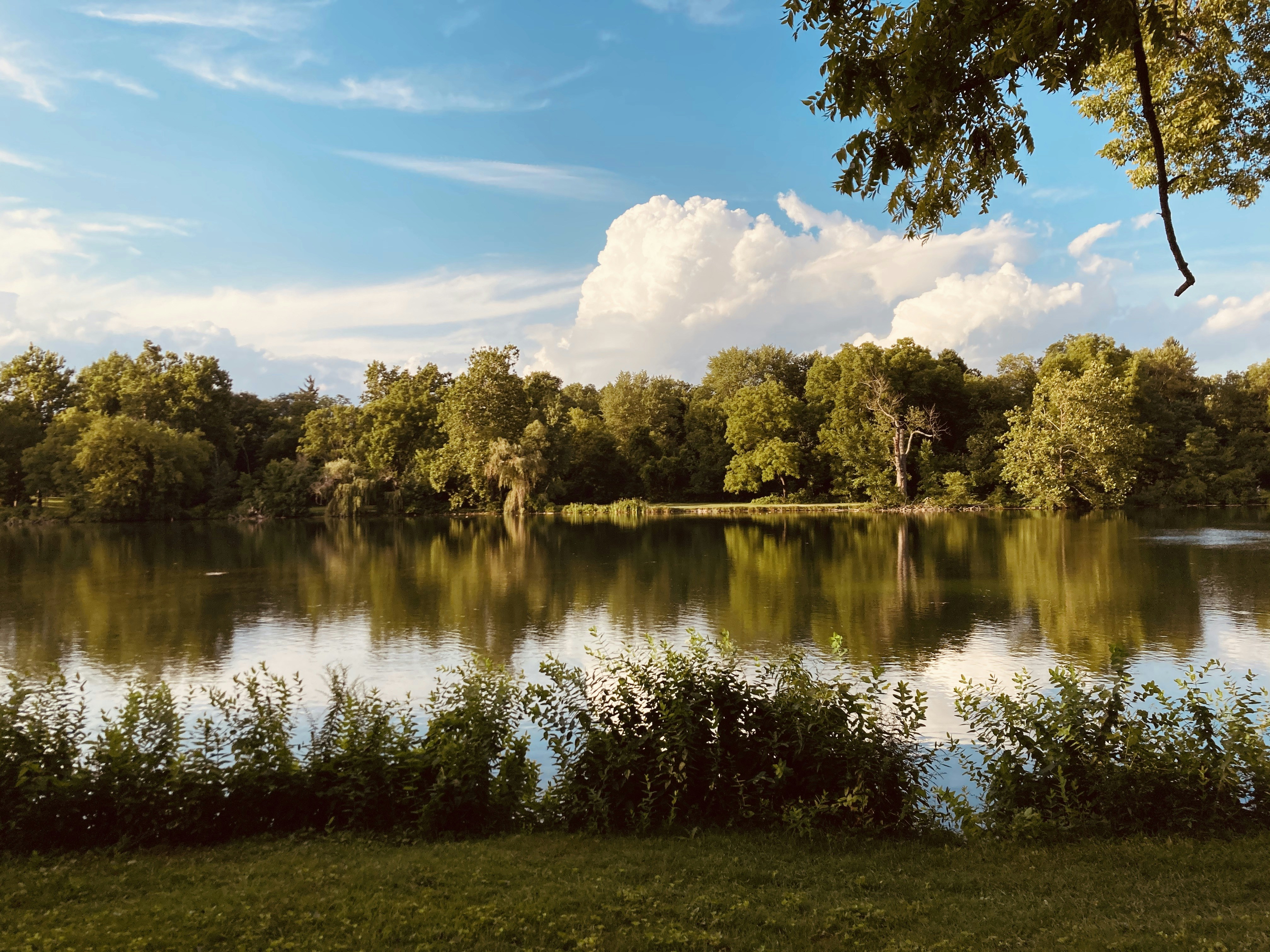 Green trees beside lake under blue sky and white clouds during daytime ...