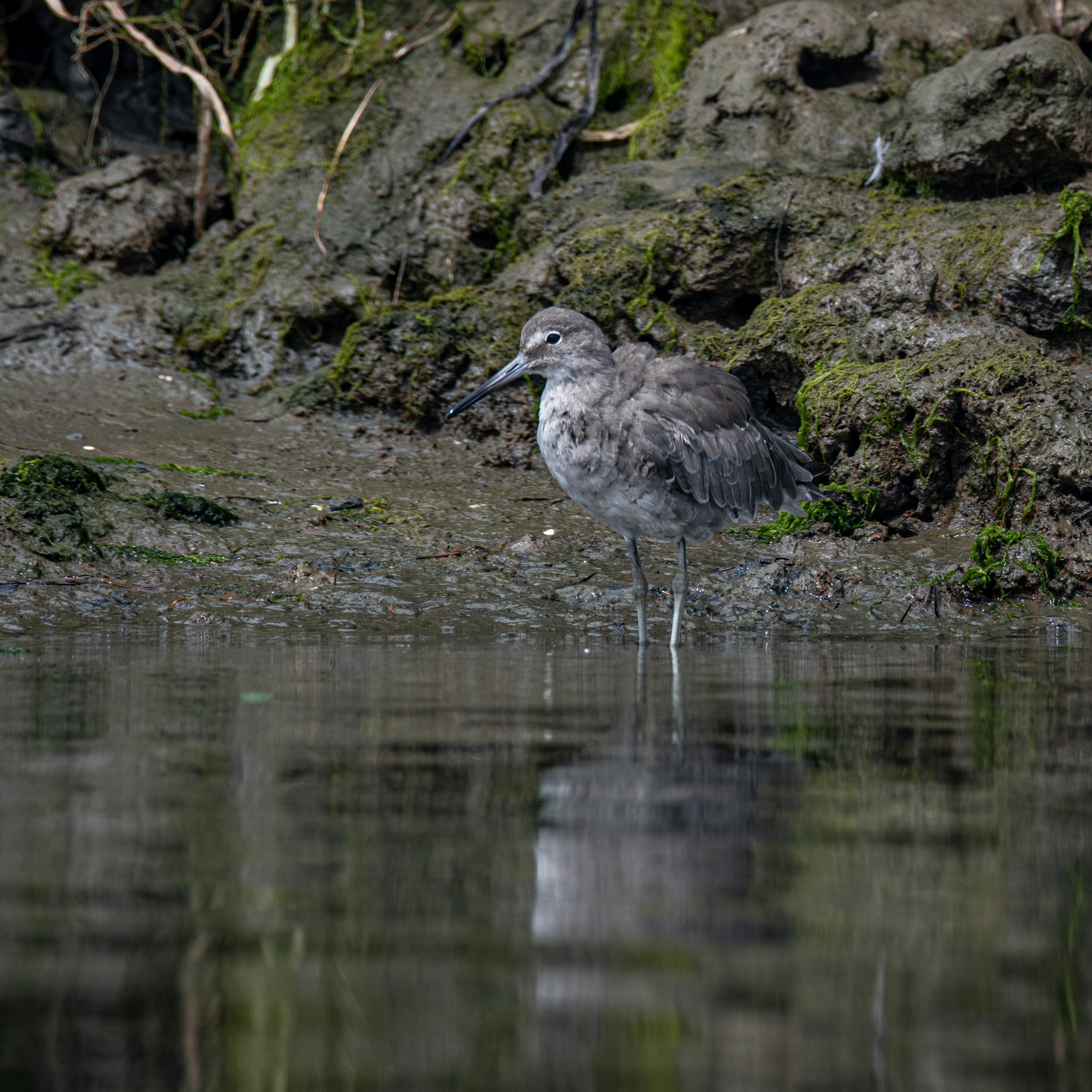 A solitary bird stands at the water's edge, reflecting on the tranquil surface of a wetland habitat. The surrounding greenery enhances the serene atmosphere.