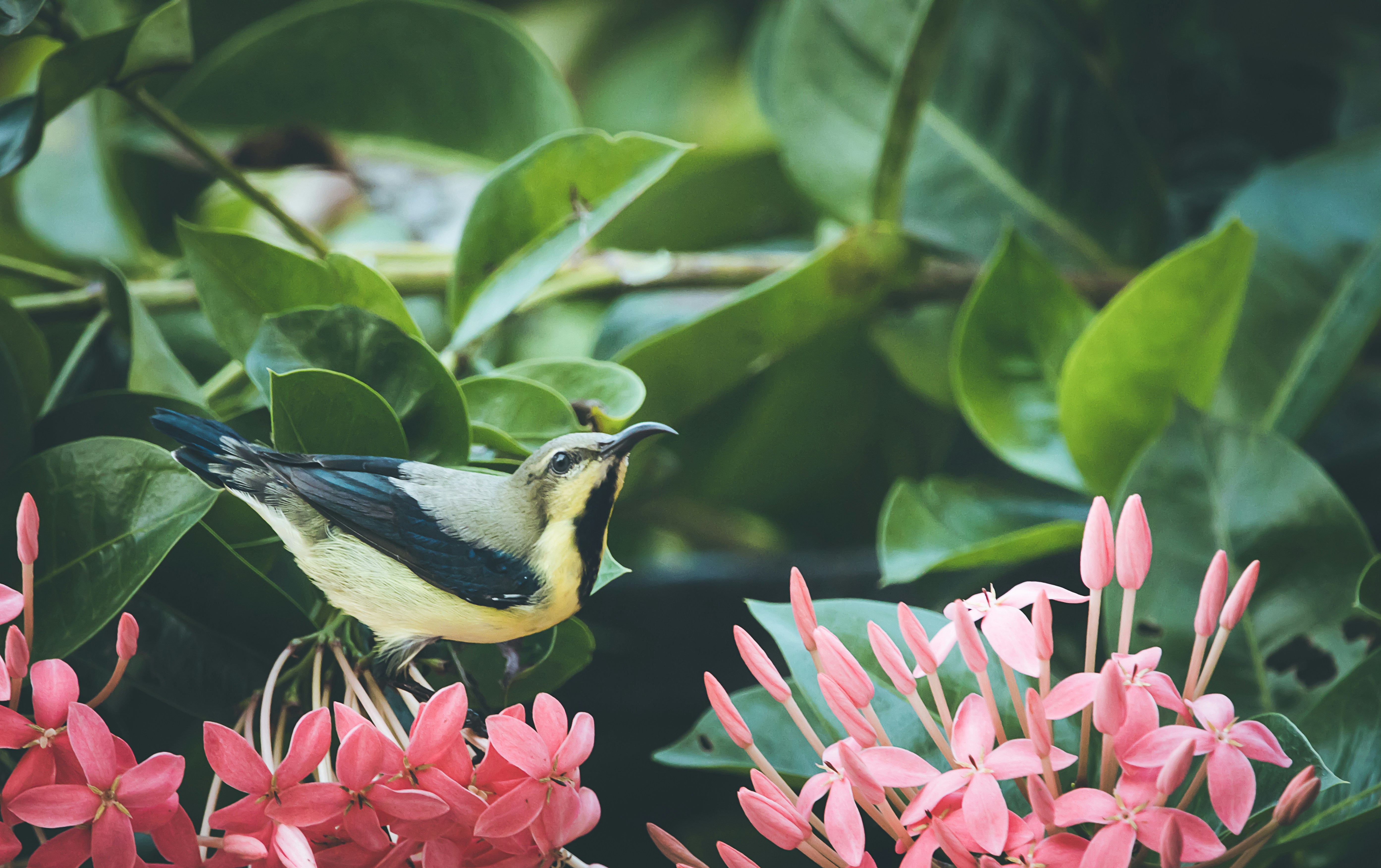 Perched Among Pink Blooms: A Tiny Garden Bird Portrait