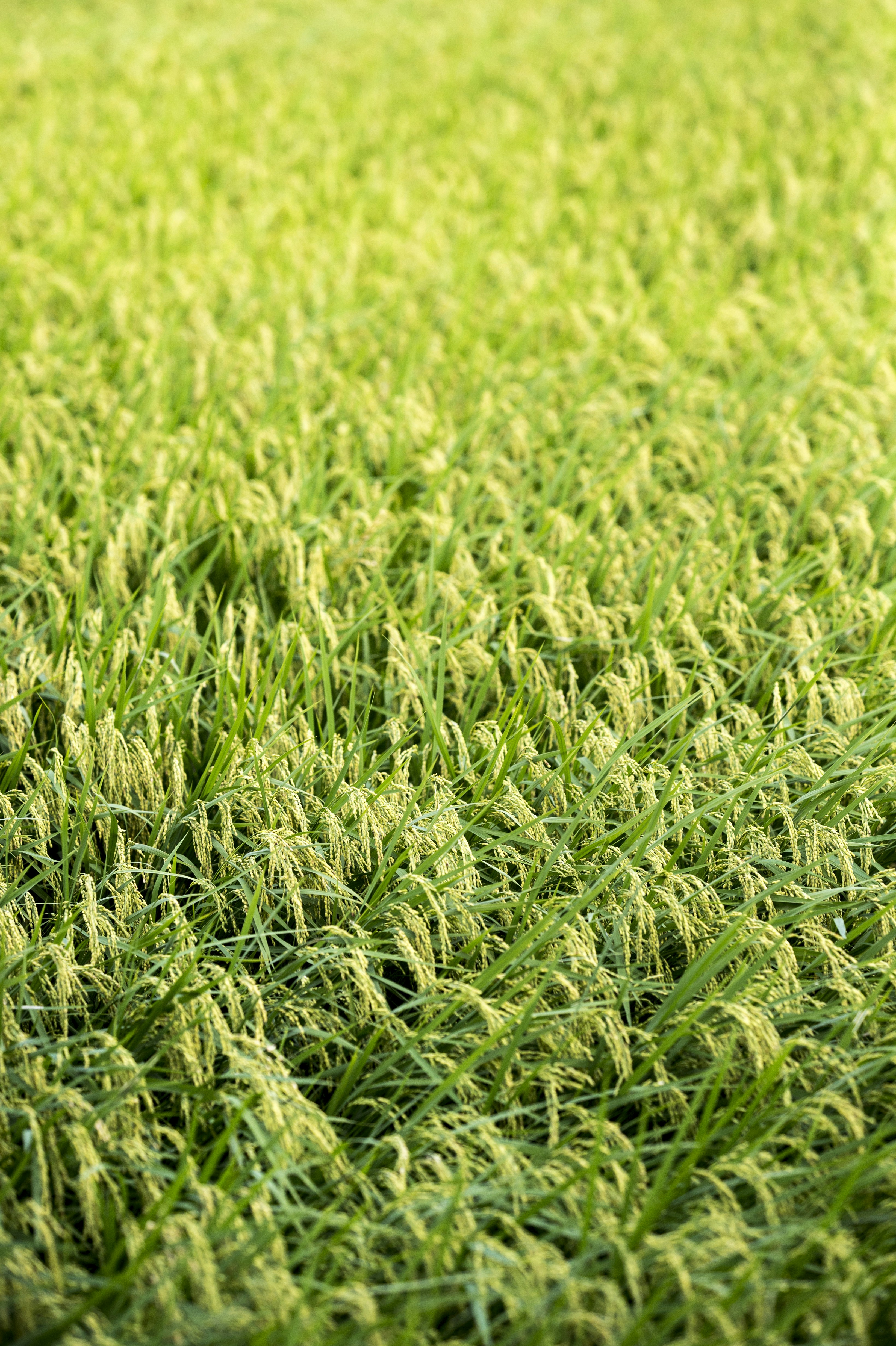 Lush green rice paddies swaying gently in the breeze, showcasing the beauty of agricultural abundance.