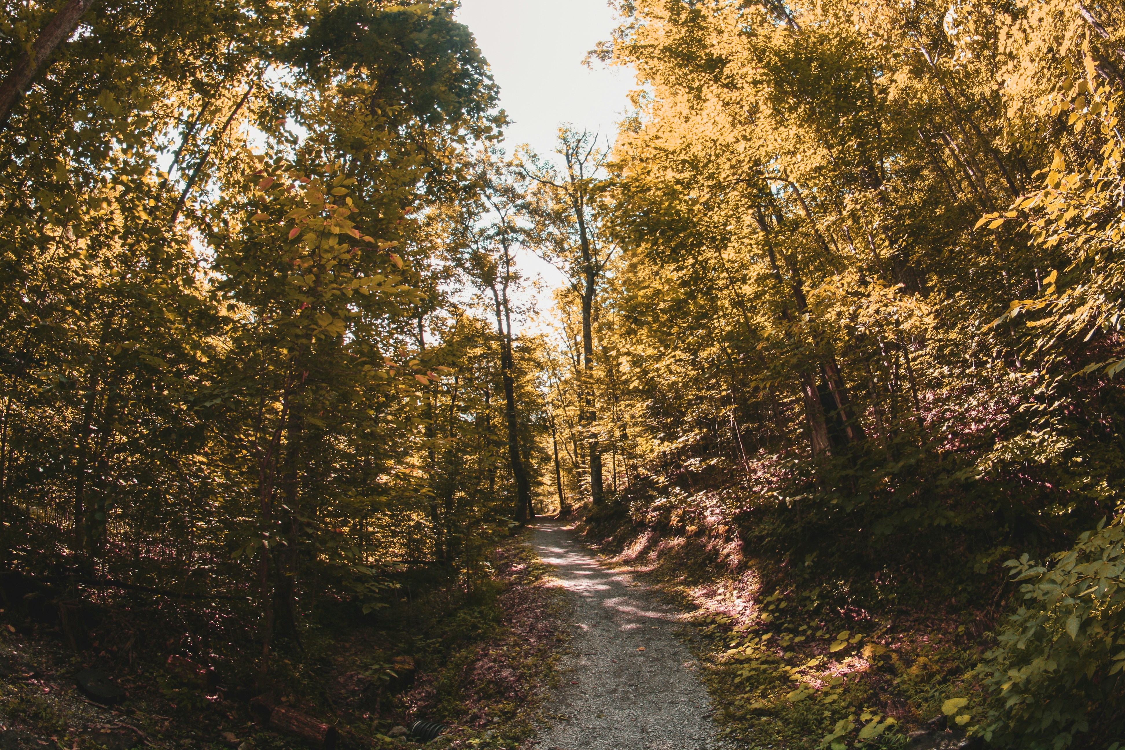 Sunlit forest path surrounded by trees with golden autumn foliage.