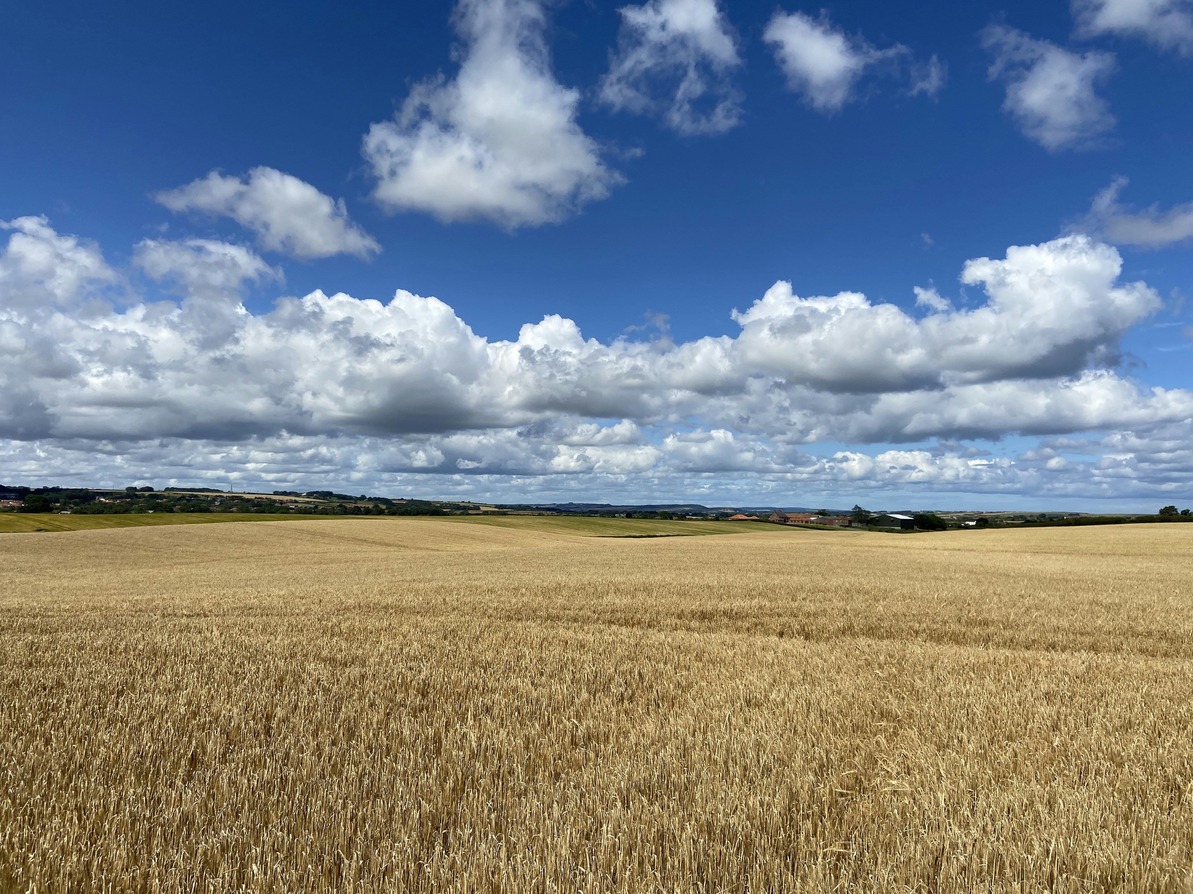 Expansive golden wheat field under a vibrant sky filled with fluffy clouds, showcasing the beauty of rural landscapes.