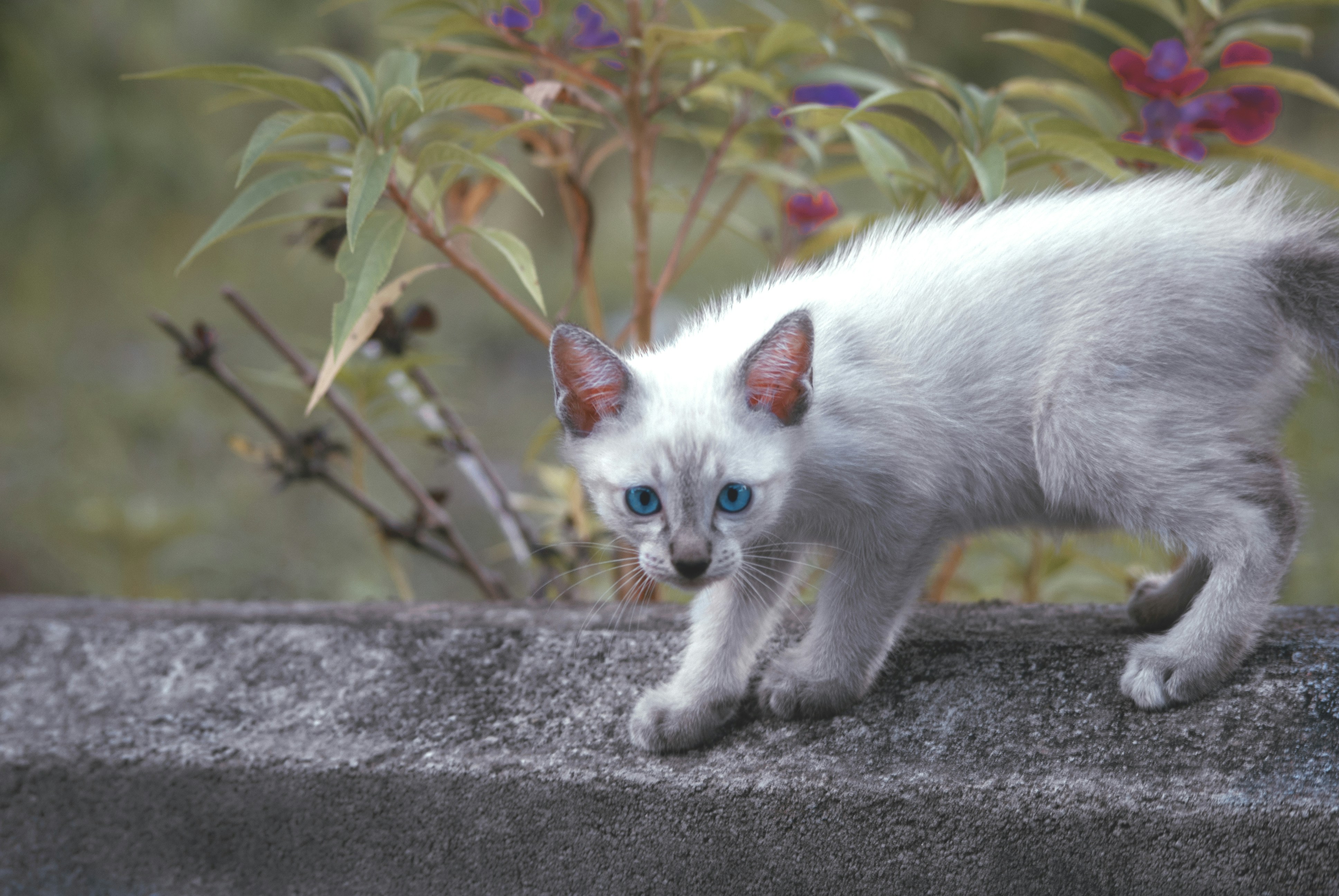 Azure Gaze on a Weathered Ledge