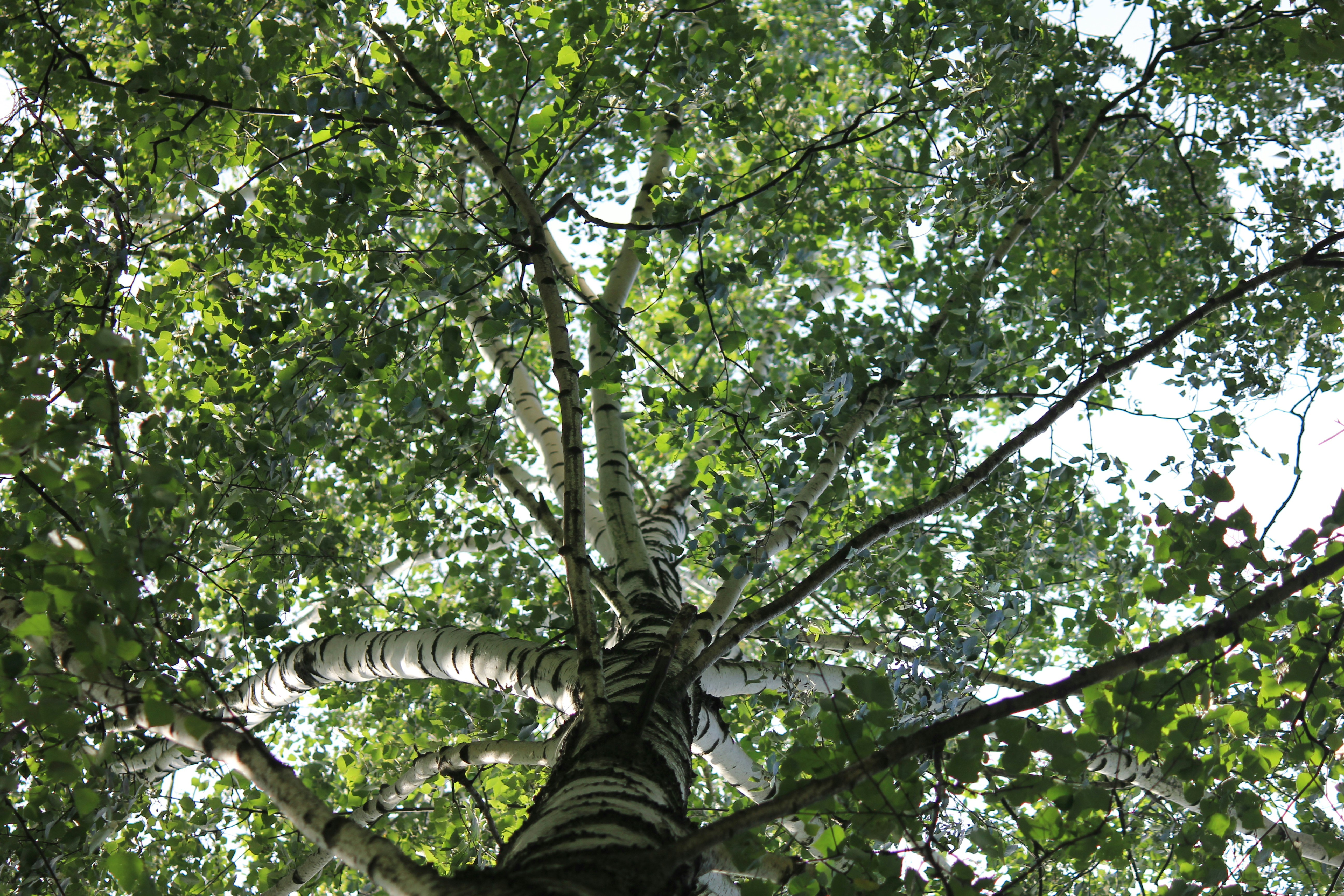 Looking up through the lush foliage of a birch tree, sunlight filters through vibrant green leaves, creating a serene atmosphere.
