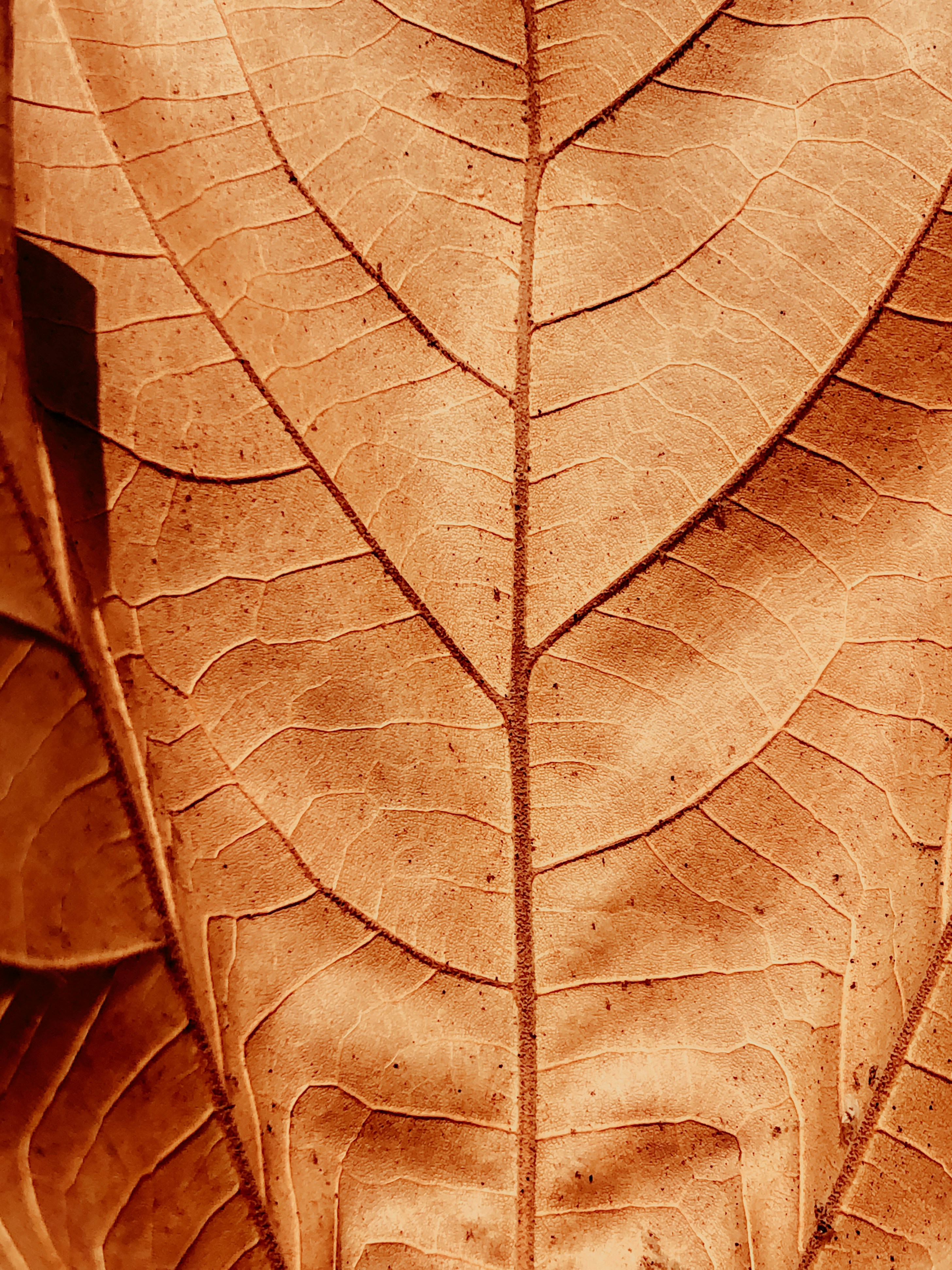 Close-up of a dried leaf showcasing intricate vein patterns and warm earthy tones. The texture and detail highlight the beauty of nature's transitions.