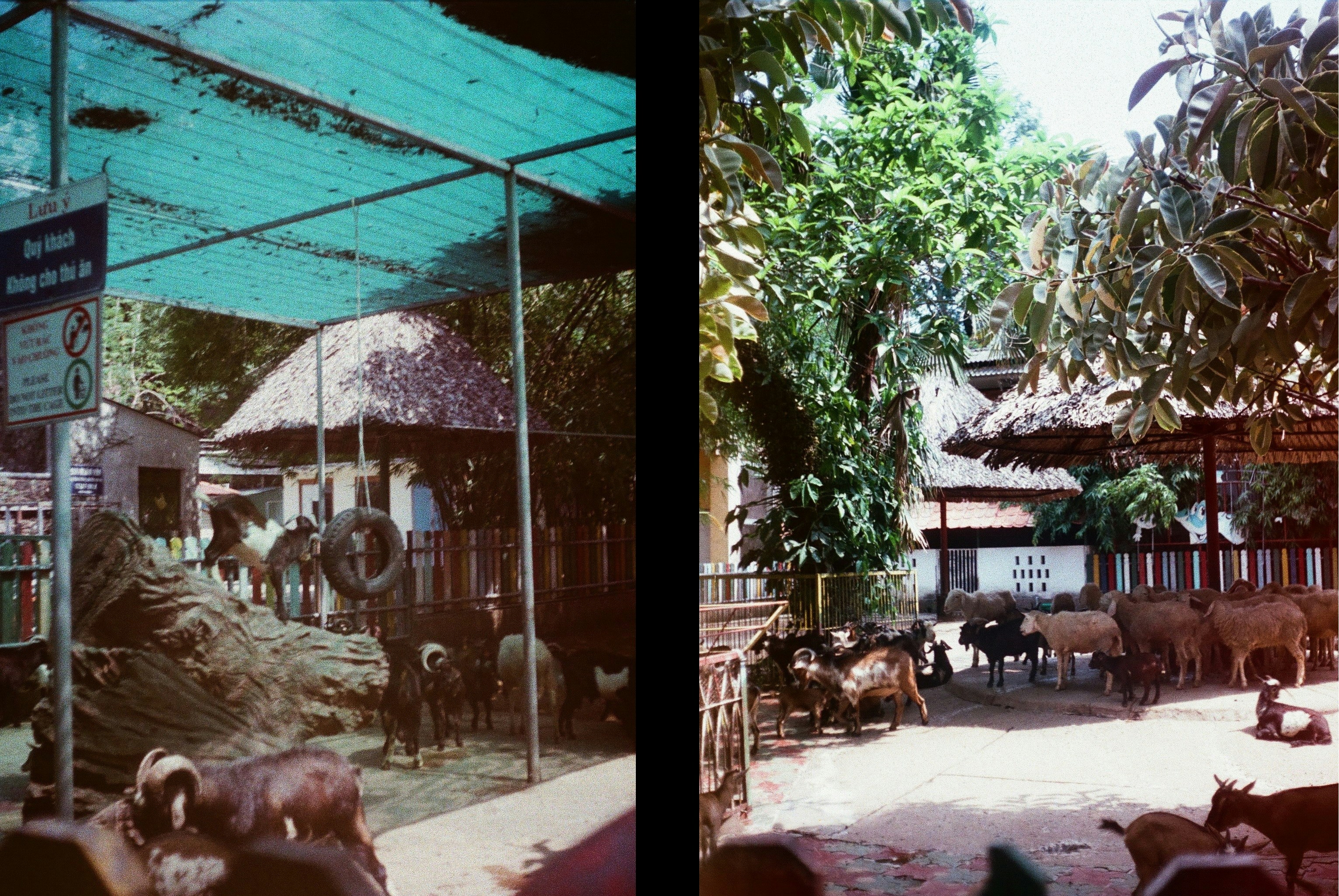 Photo by Thu Tran with Olympus Pen EES