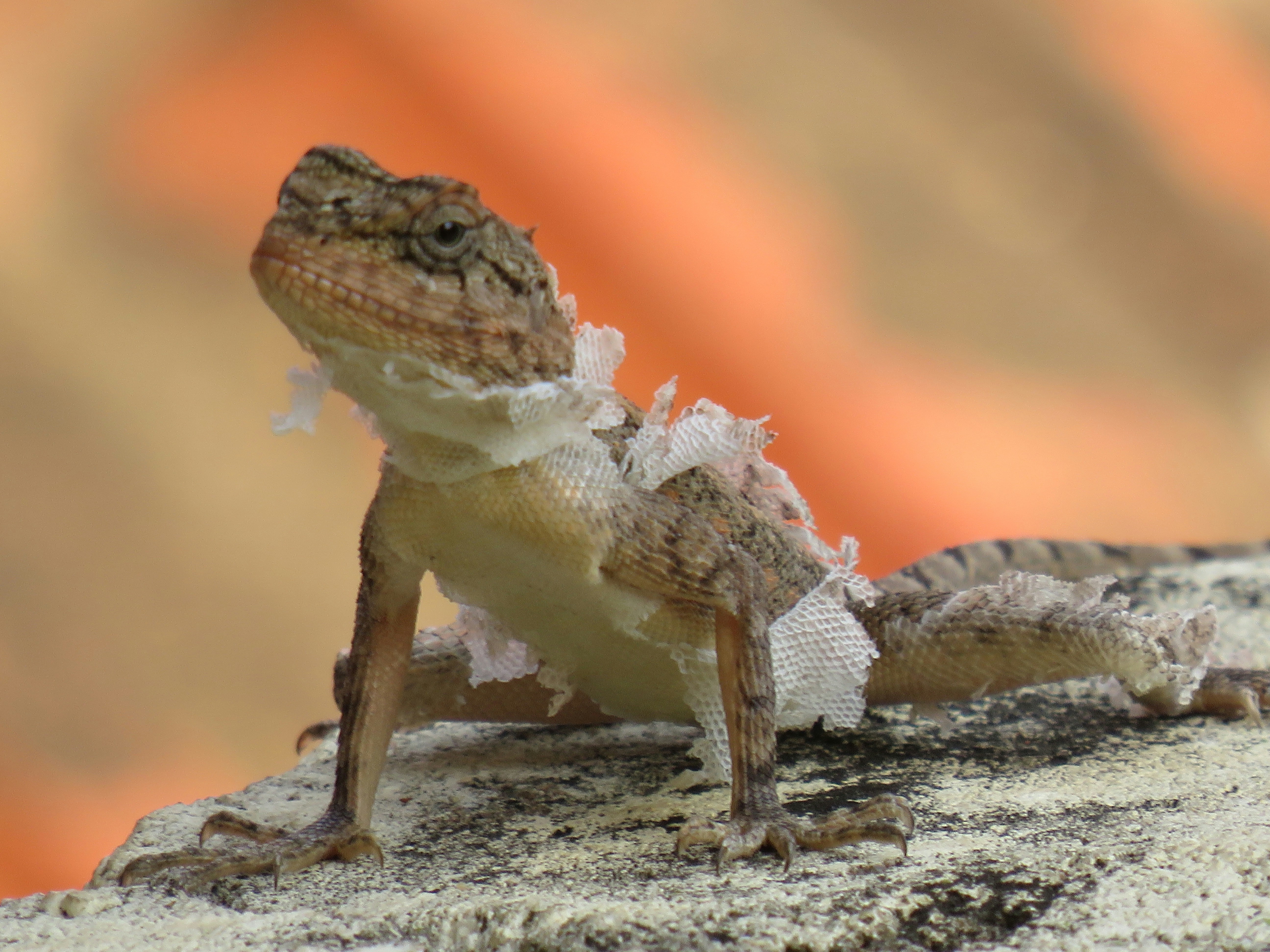 Scarlet Bokeh Watcher: A Tiny Gecko on a Sun-Warmed Rock