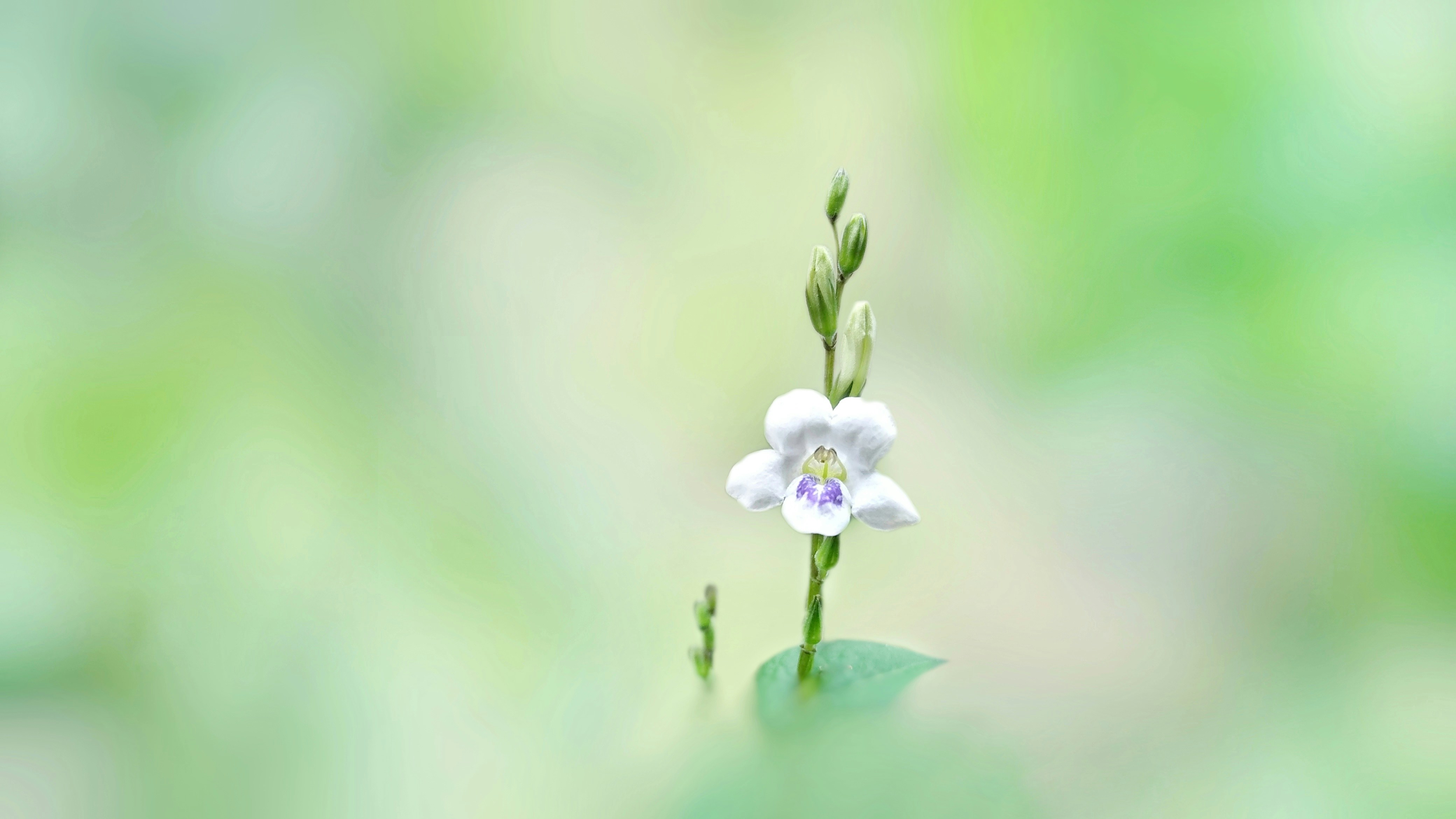 Delicate blossom against a dreamy green backdrop