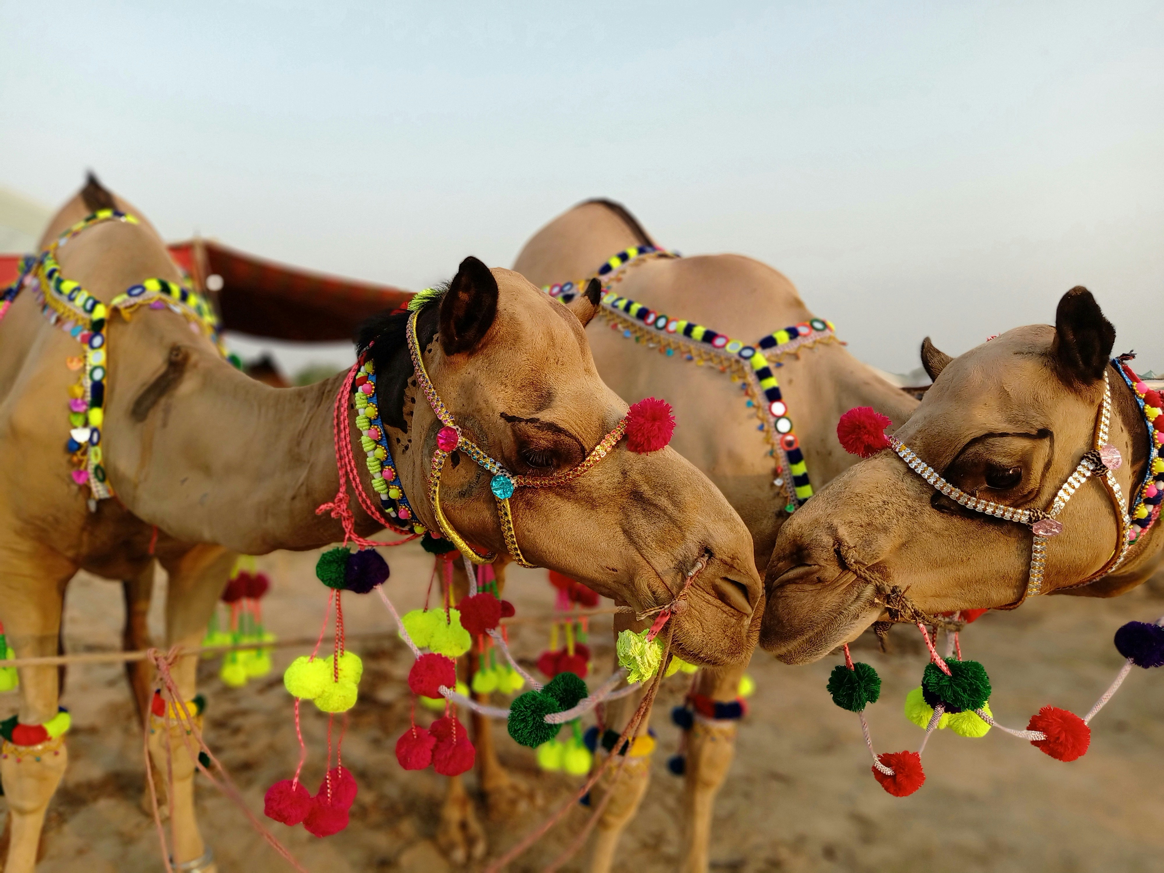 Two adorned camels nuzzle each other, showcasing vibrant decorations amidst a sandy backdrop. Their playful interaction highlights the bond between these majestic creatures.
