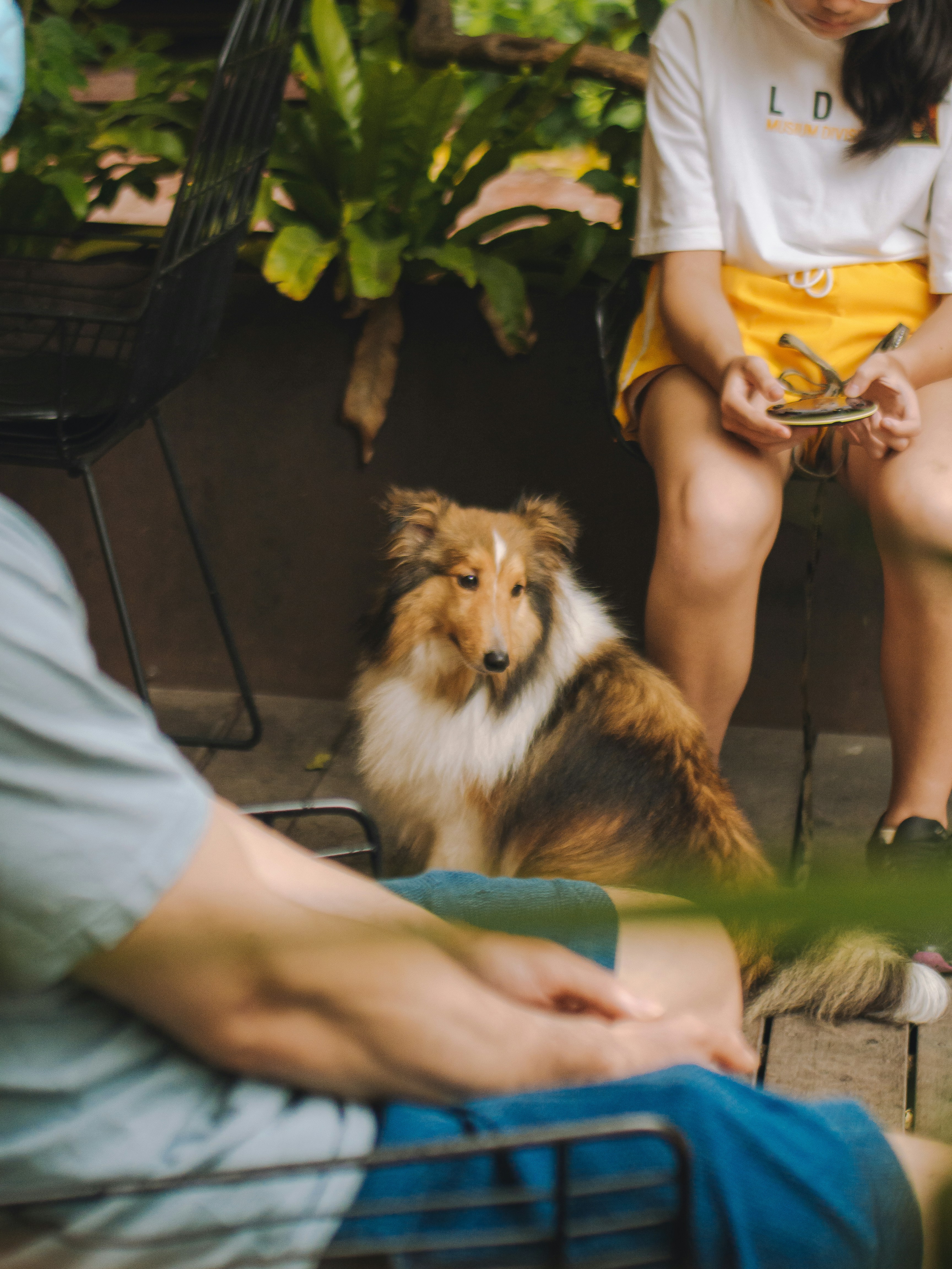 A brown-and-white collie sits attentively in a sunlit courtyard while two people relax nearby, one scrolling on a phone.