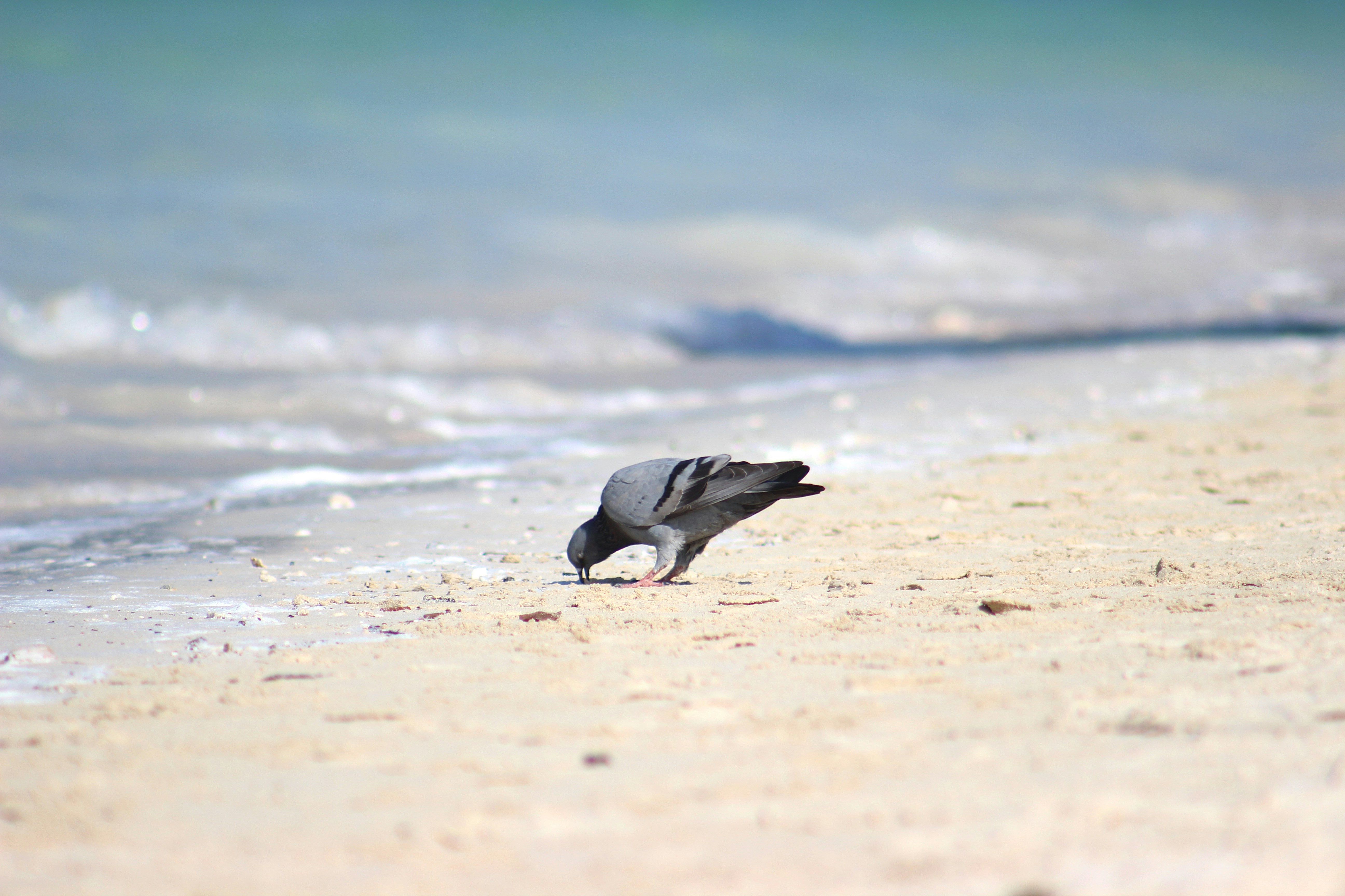 Gray bird foraging on the sandy beach near the water's edge, with gentle waves lapping in the background.