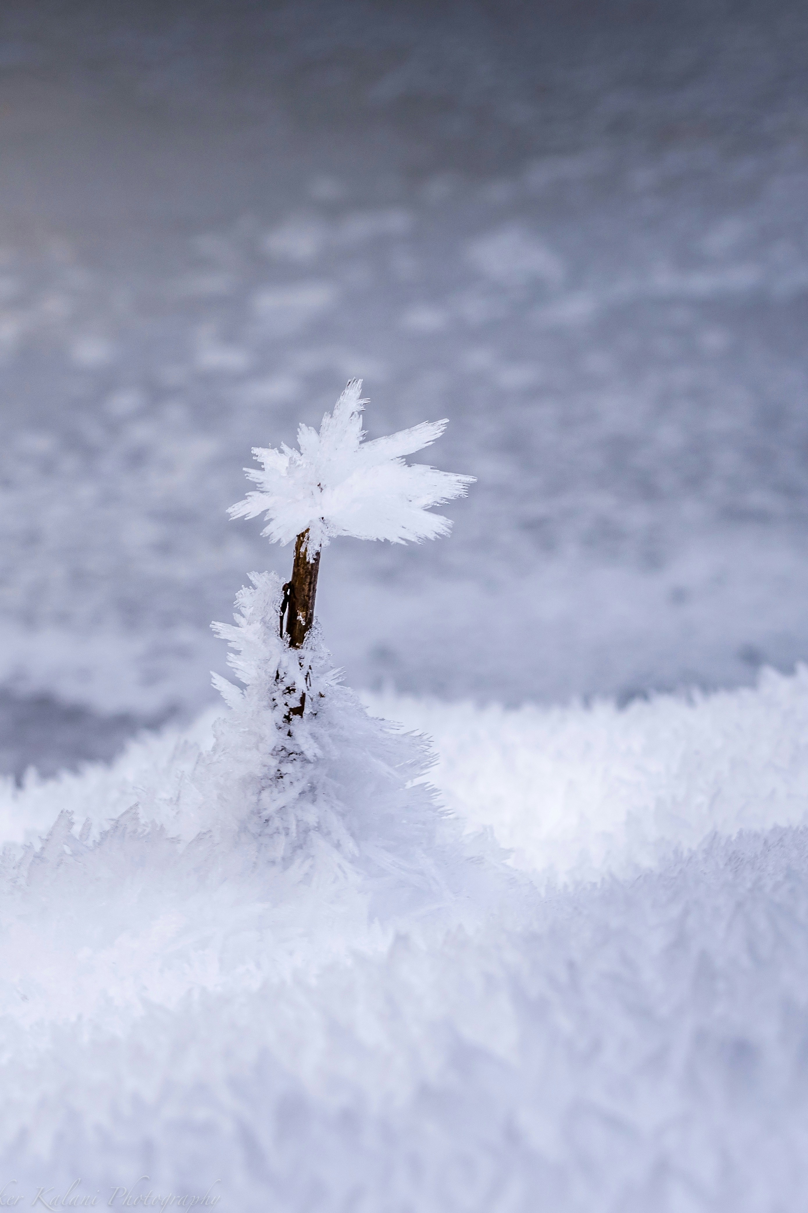 Crystal Crown on a Frost-Kissed Twig