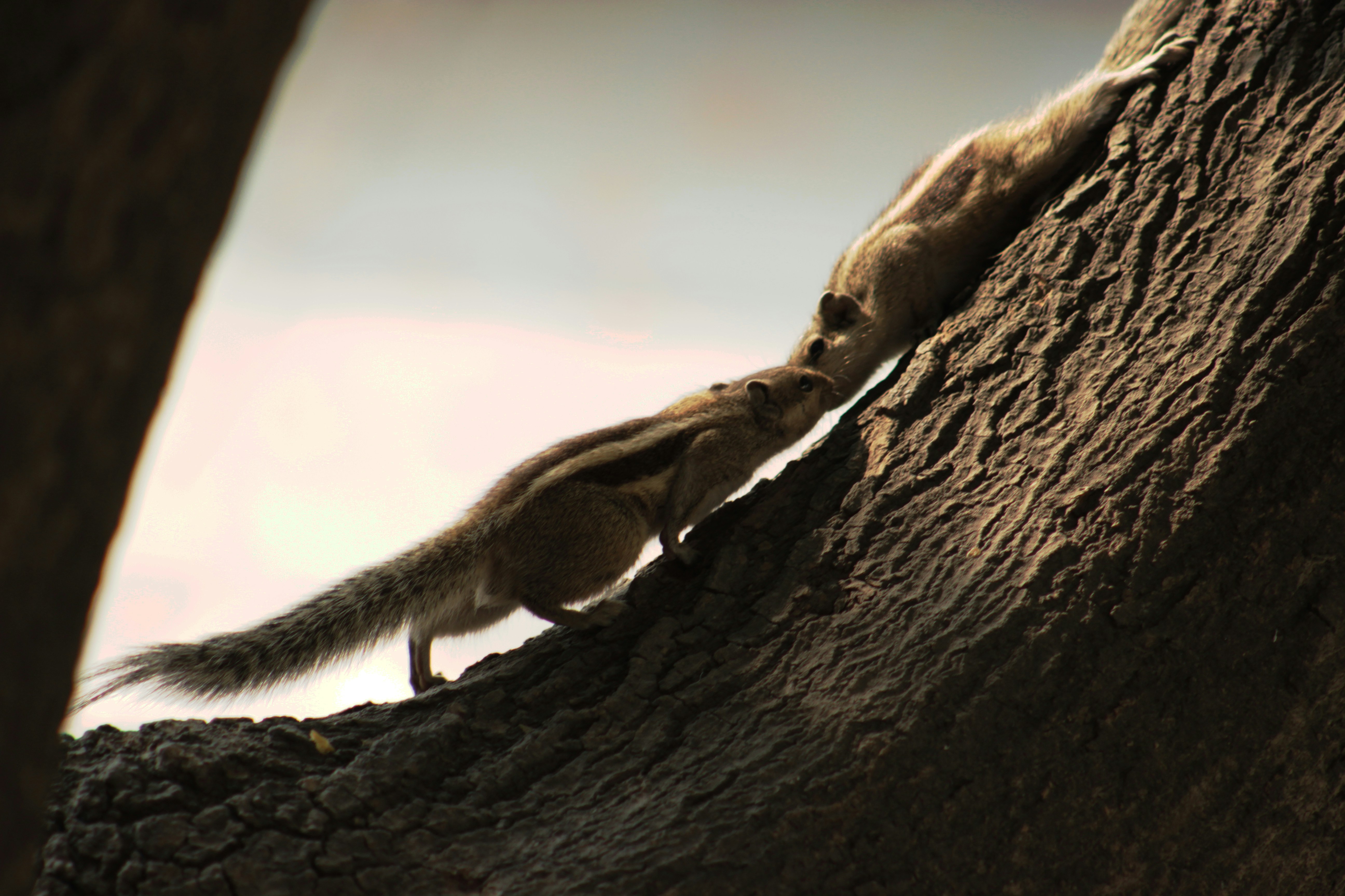 Acrobatic Squirrel Skims a Sun-Warmed Trunk