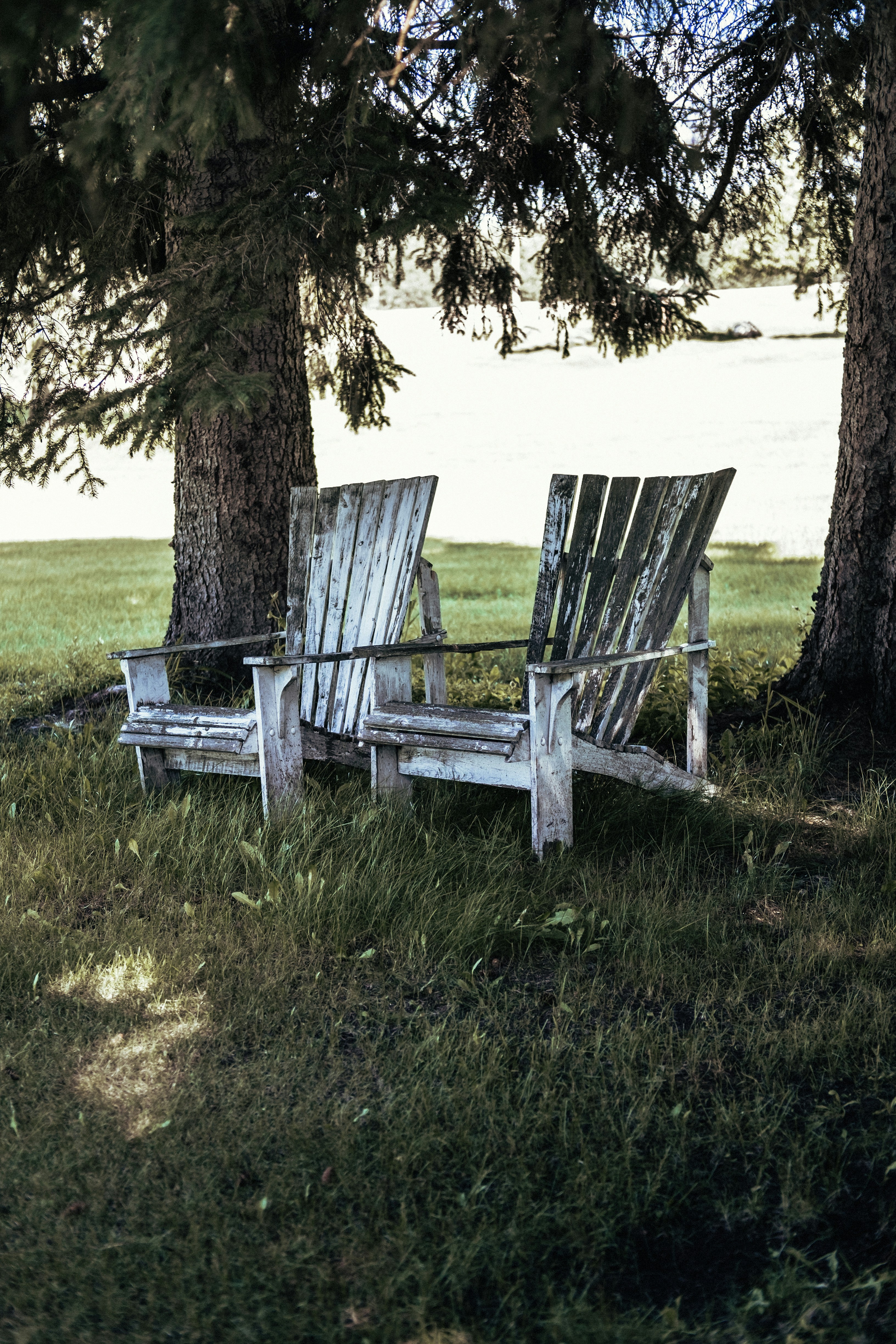 Two weathered wooden chairs nestled under towering trees, surrounded by lush grass and soft light.