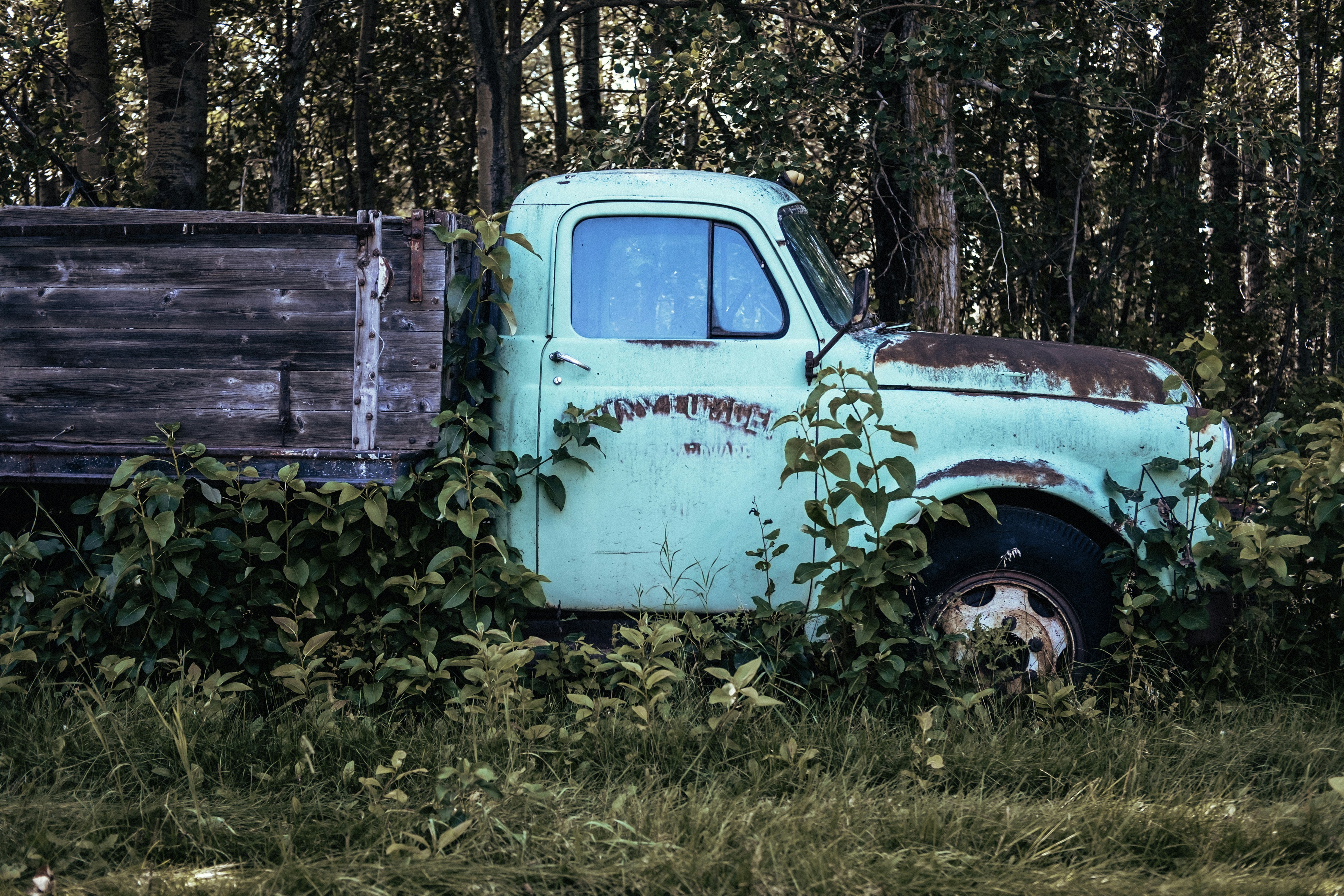 Rusty vintage truck partially hidden by overgrown foliage in a serene forest setting.