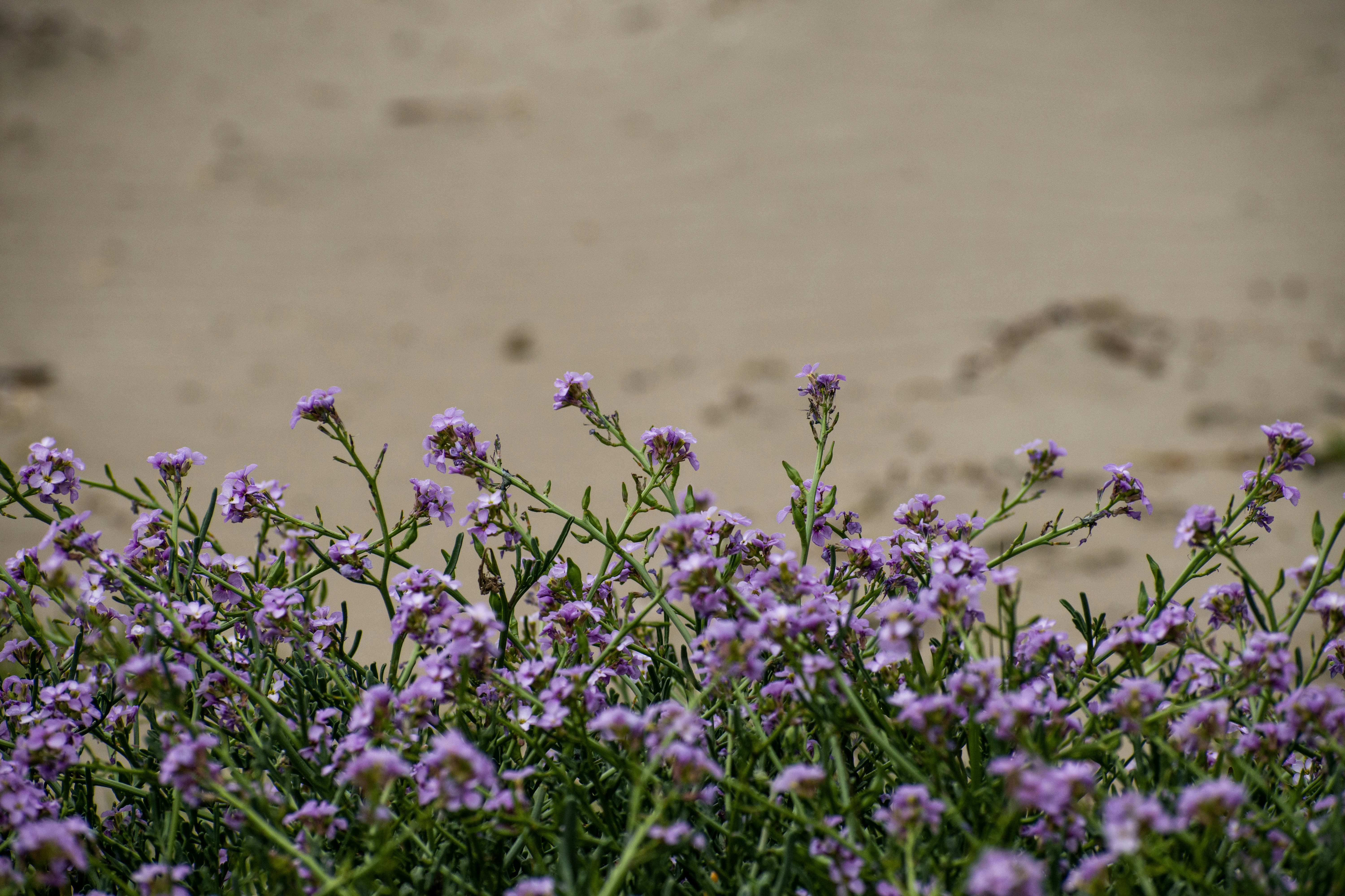 Purple Statice at the Dune's Edge