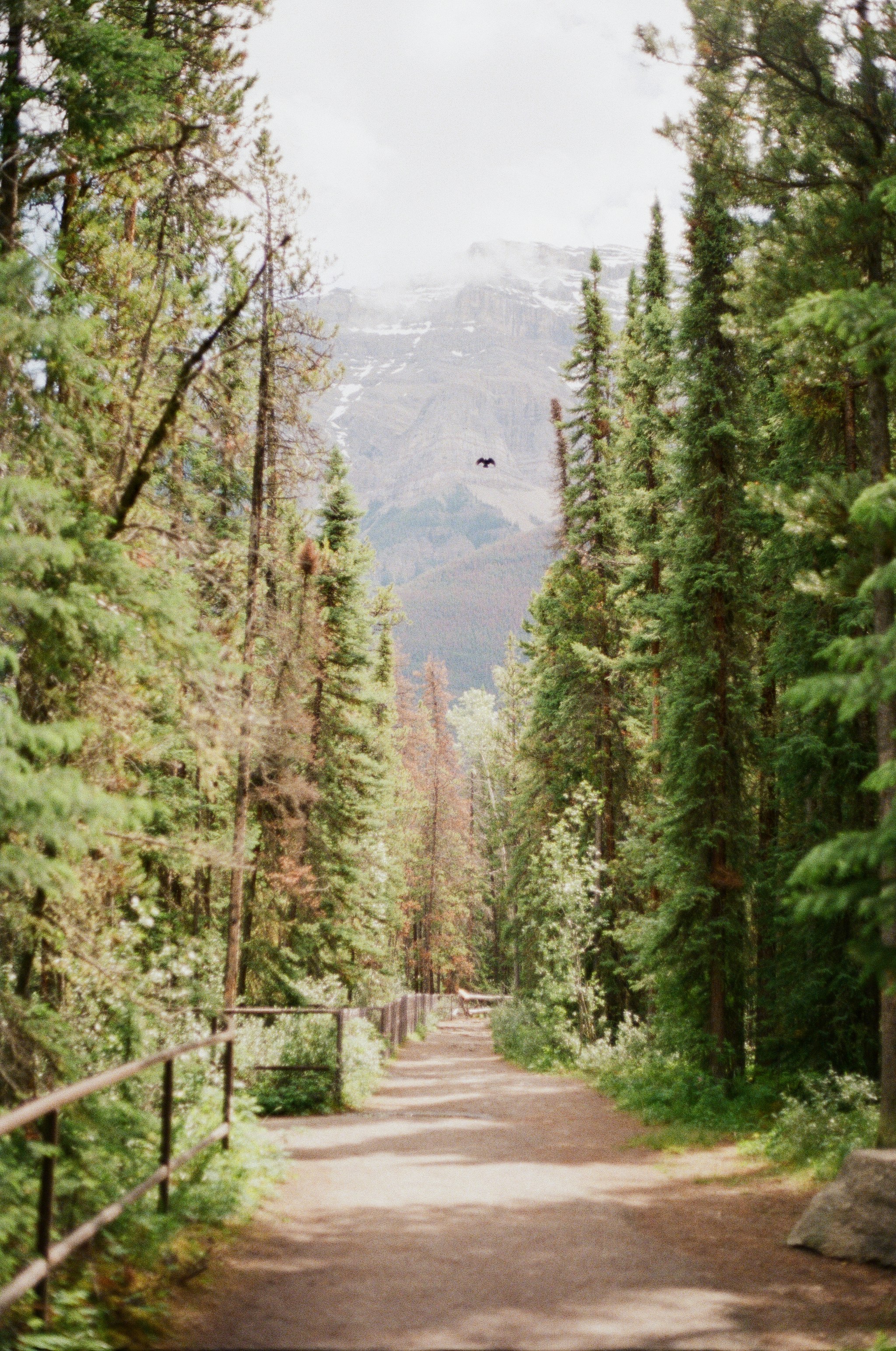 Athabasca Falls Path - Canada