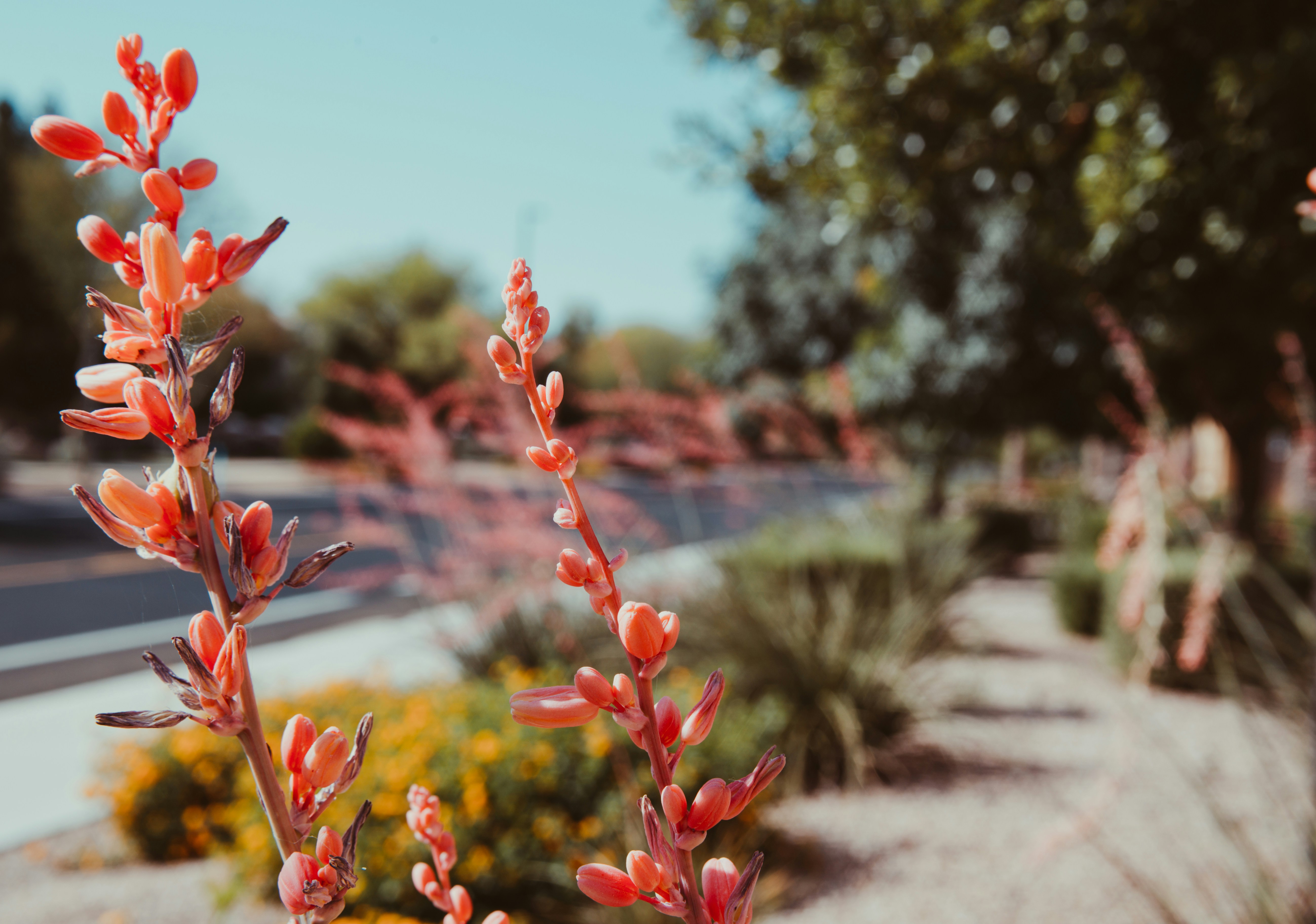 Roadside landscaping 