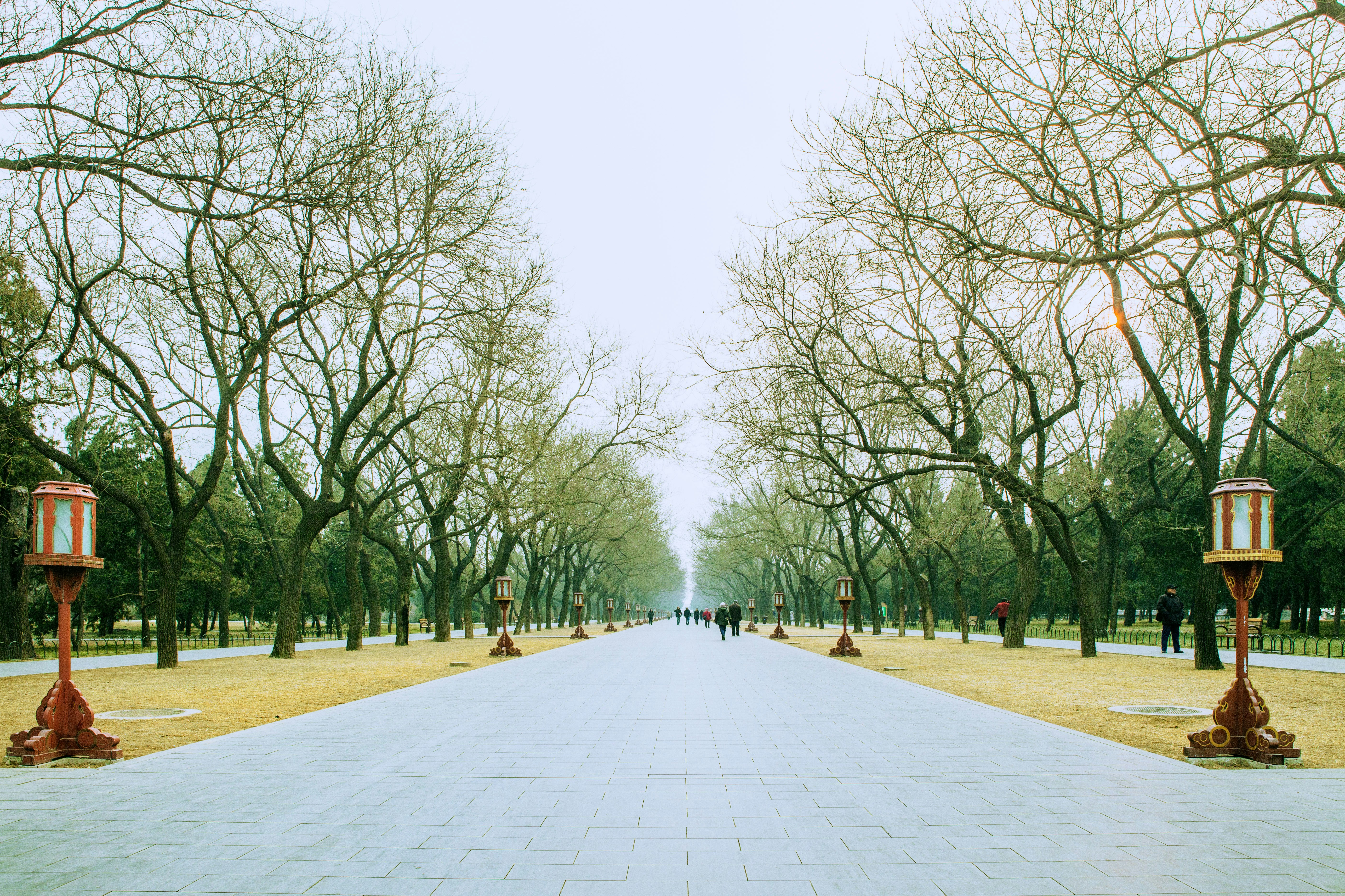 This tranquil image captures a long, symmetrical pathway flanked by leafless trees, creating a tunnel effect that draws the eye toward the vanishing point. The muted colors of winter, with soft browns and greens, contrast against the pale gray sky, enhancing the serene and contemplative atmosphere. The balanced composition and the gentle lighting make this scene visually striking, emphasizing the quiet beauty of nature in its dormant state.