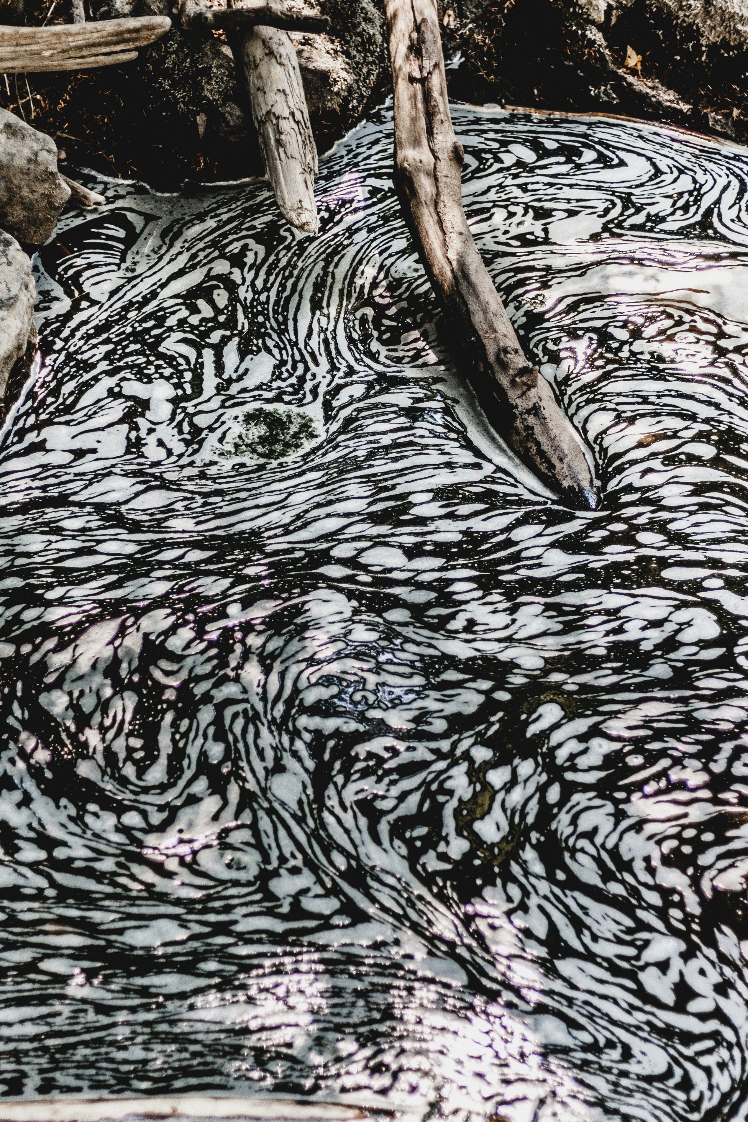 Queue d’animal brune et blanche sur l’eau photo – Image gratuite de ...