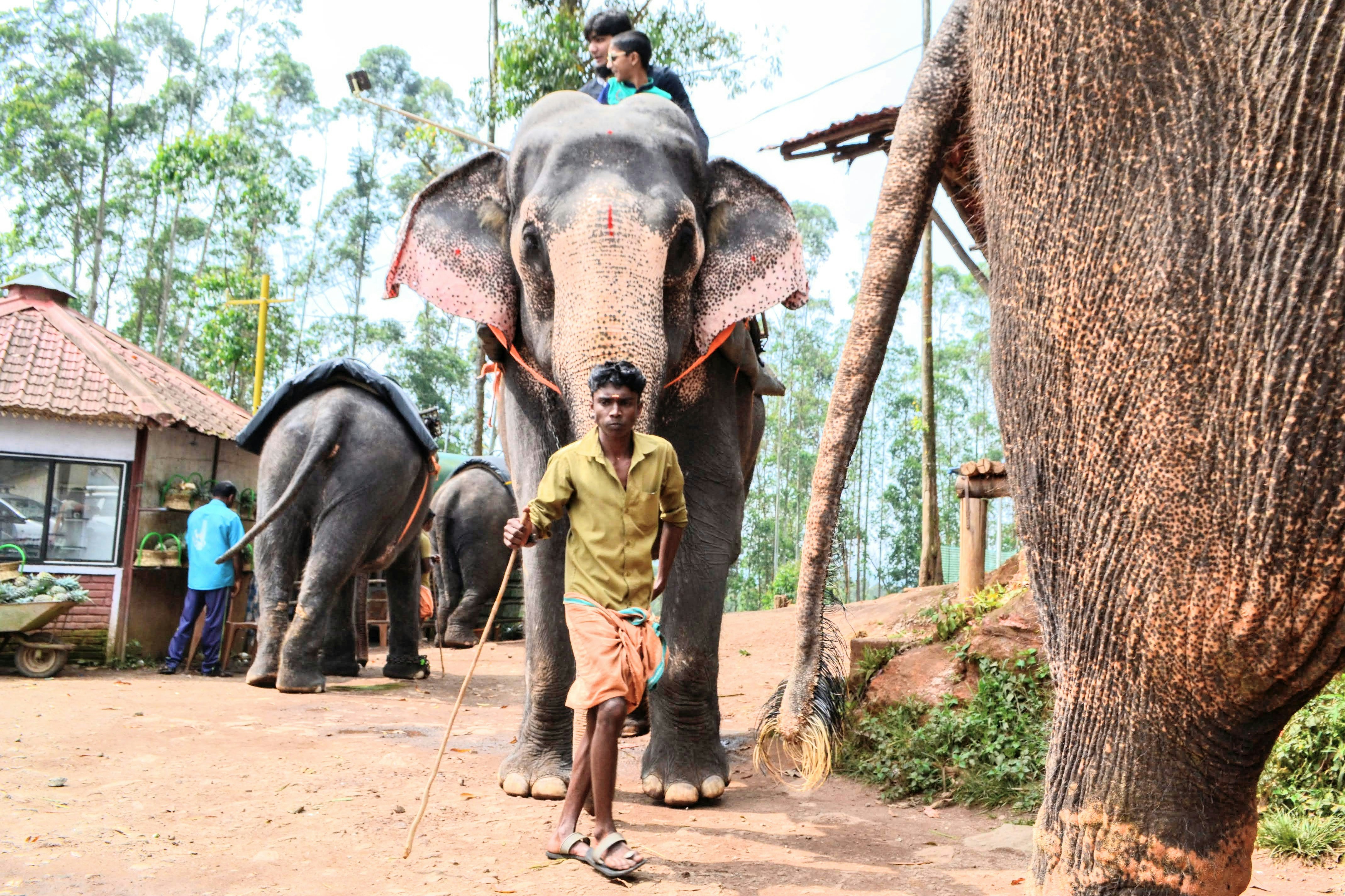A mahout guides an elephant while a child rides atop, surrounded by lush greenery and a rustic setting.