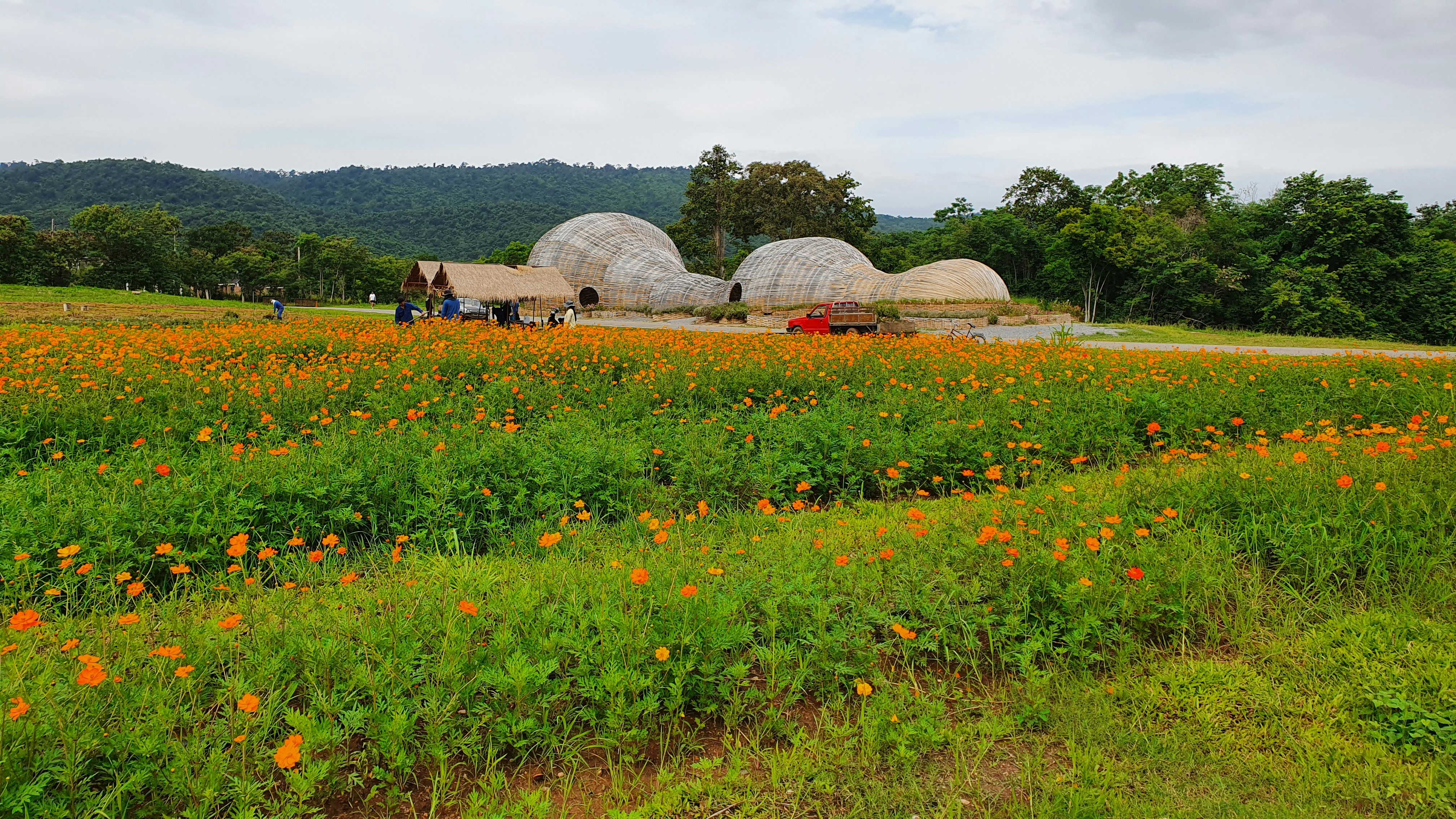 Dome Horizon Over a Field of Orange Blooms