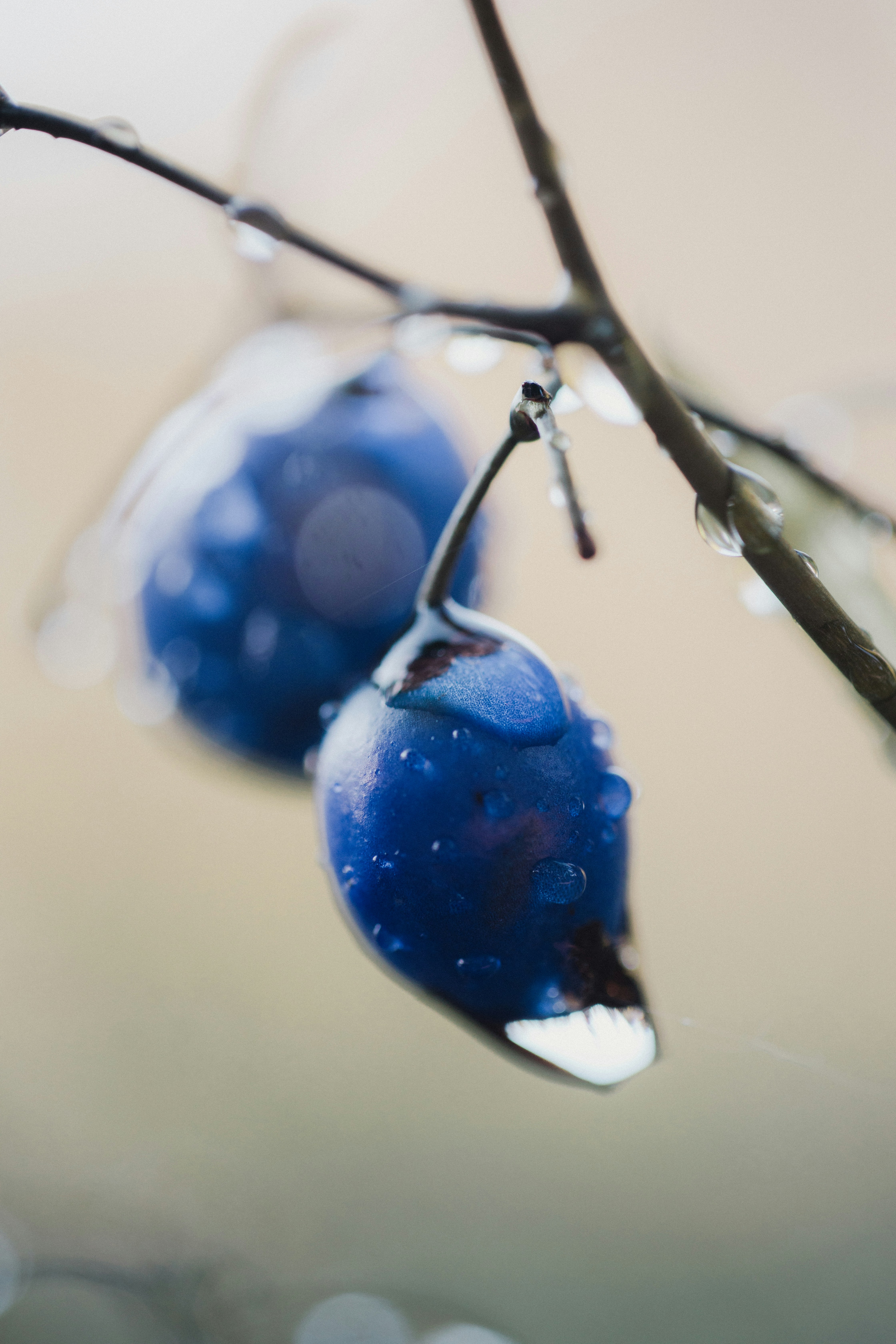 Close-up of two blue plums clinging to a branch, adorned with droplets of water reflecting light. The soft background enhances the vibrant colors and textures of the fruit.