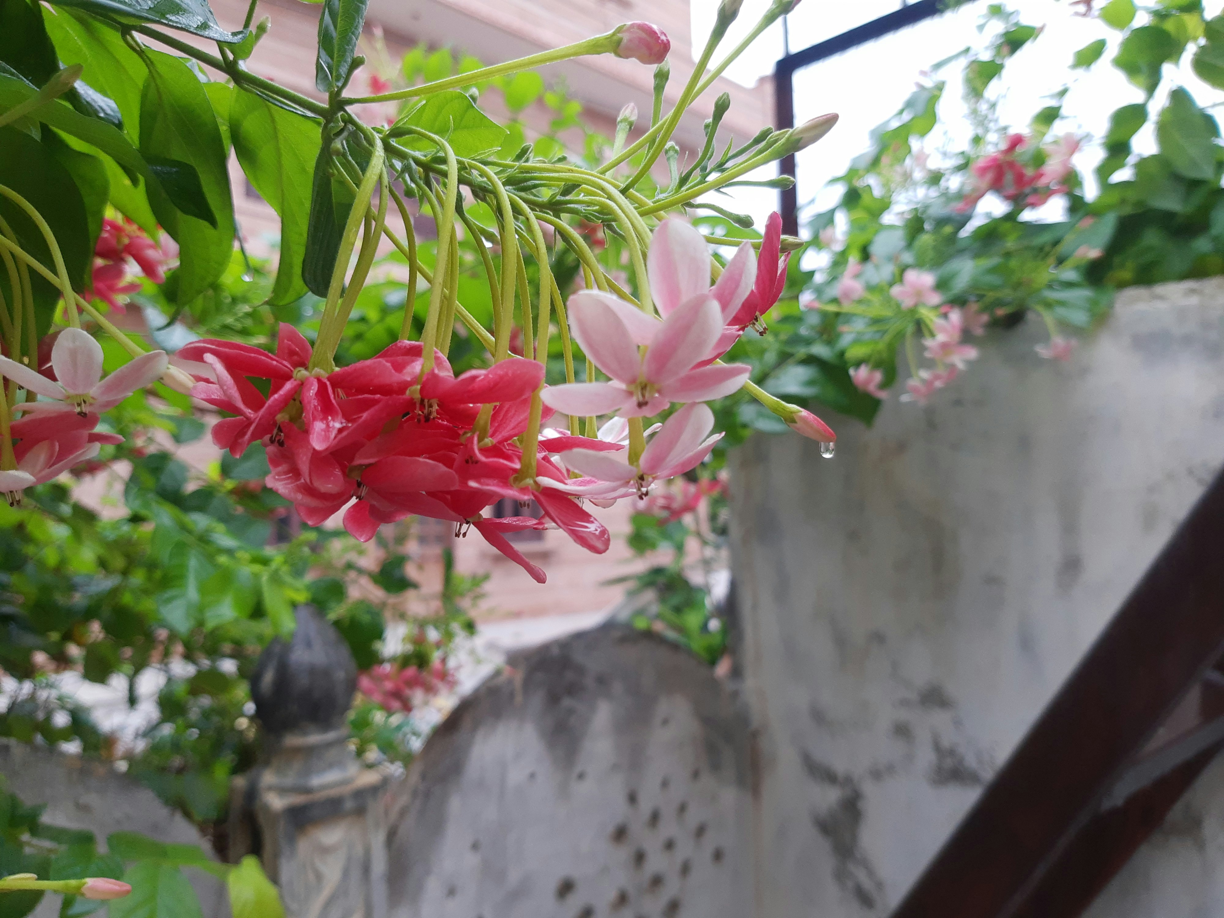 Pink and red flowers hanging against a backdrop of green foliage and stone architecture.